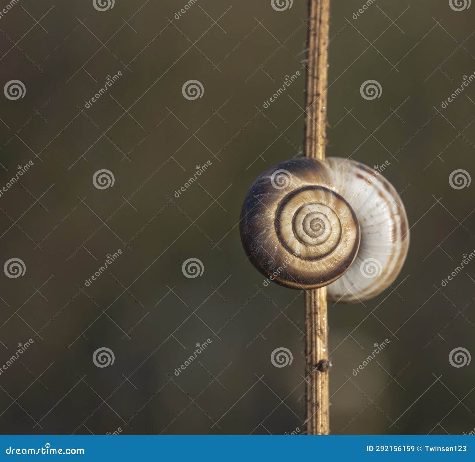 Snail on Dry Grass. Grape Snail on a Dry Grass Stalk. the Snail in the ...