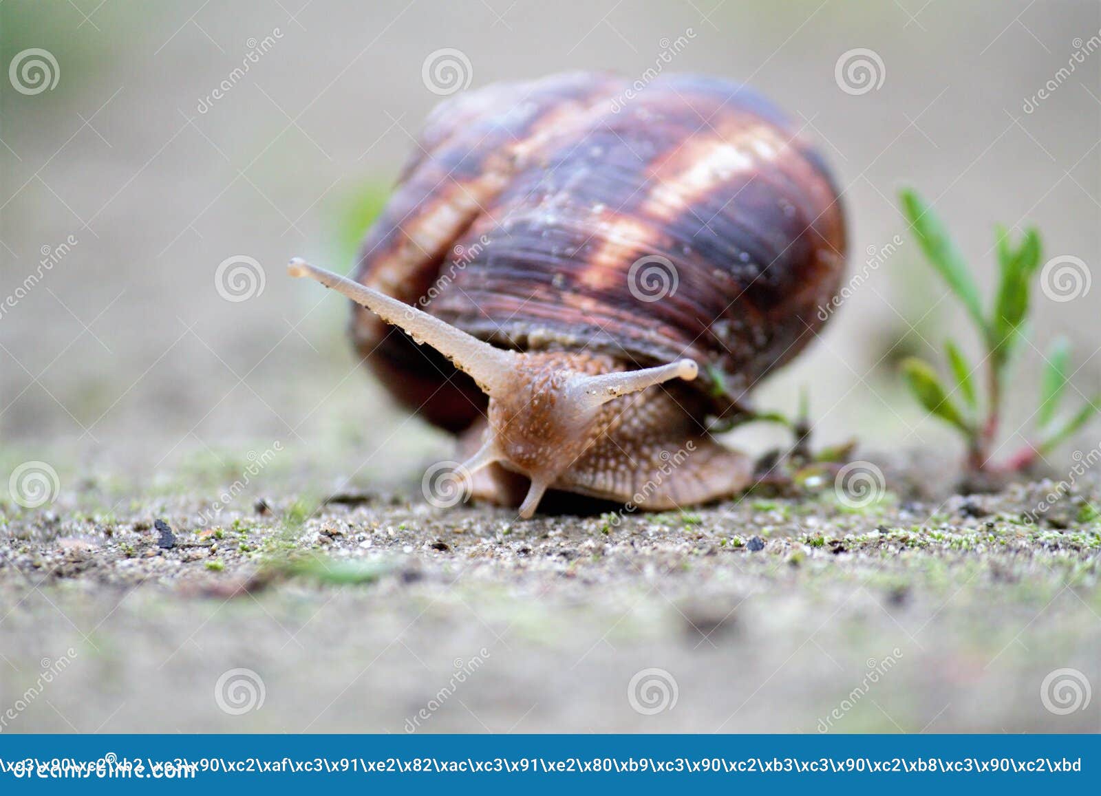 Snail on earth stock image. Image of macro, moustache - 112711217