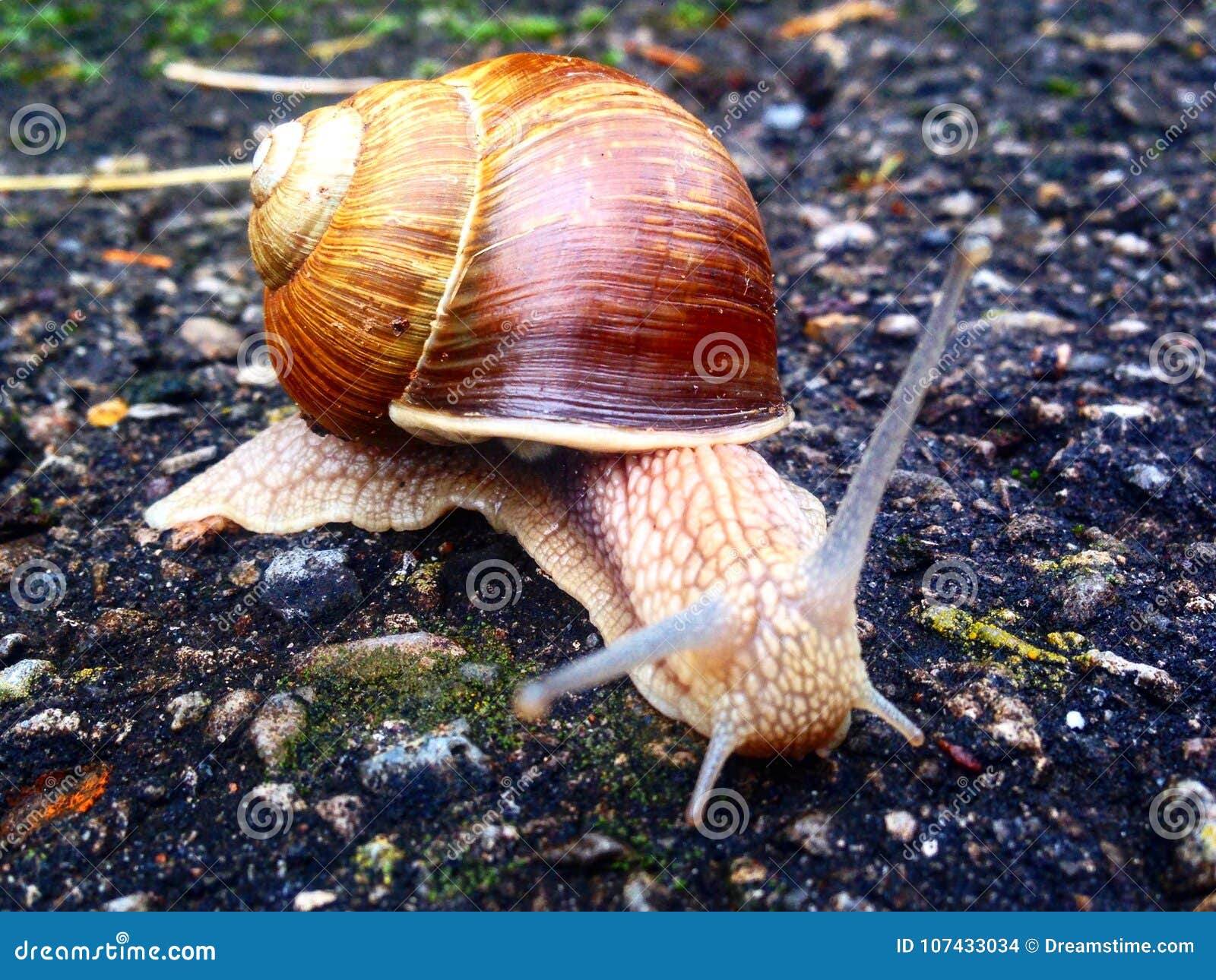 Snail stock photo. Image of earth, snail, nature - 107433034