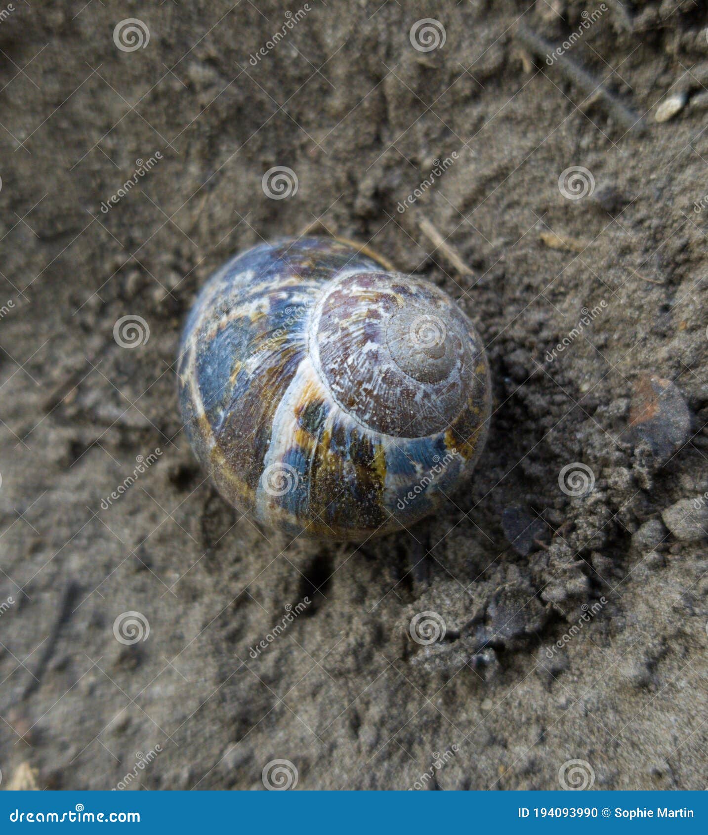 Snail and earth stock photo. Image of insect, invertebrate - 194093990