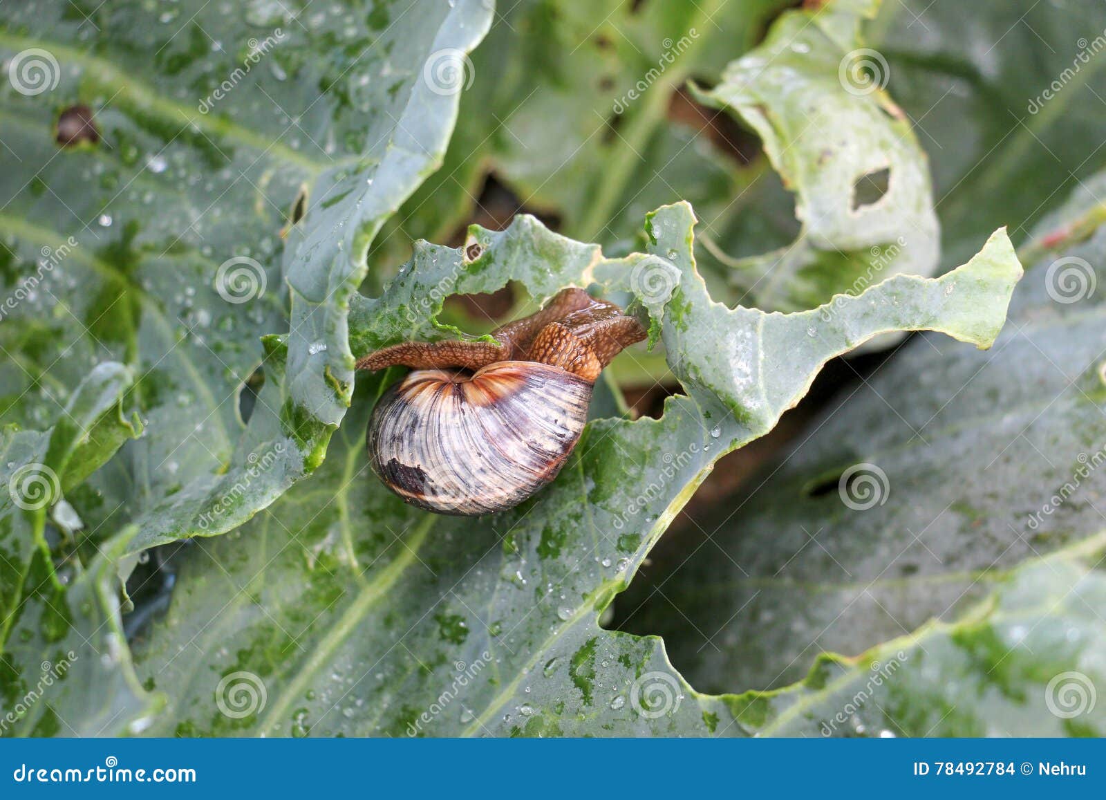 Snail Eat Fresh Green Cabbage Leaves Stock Photo - Image of cabbage ...