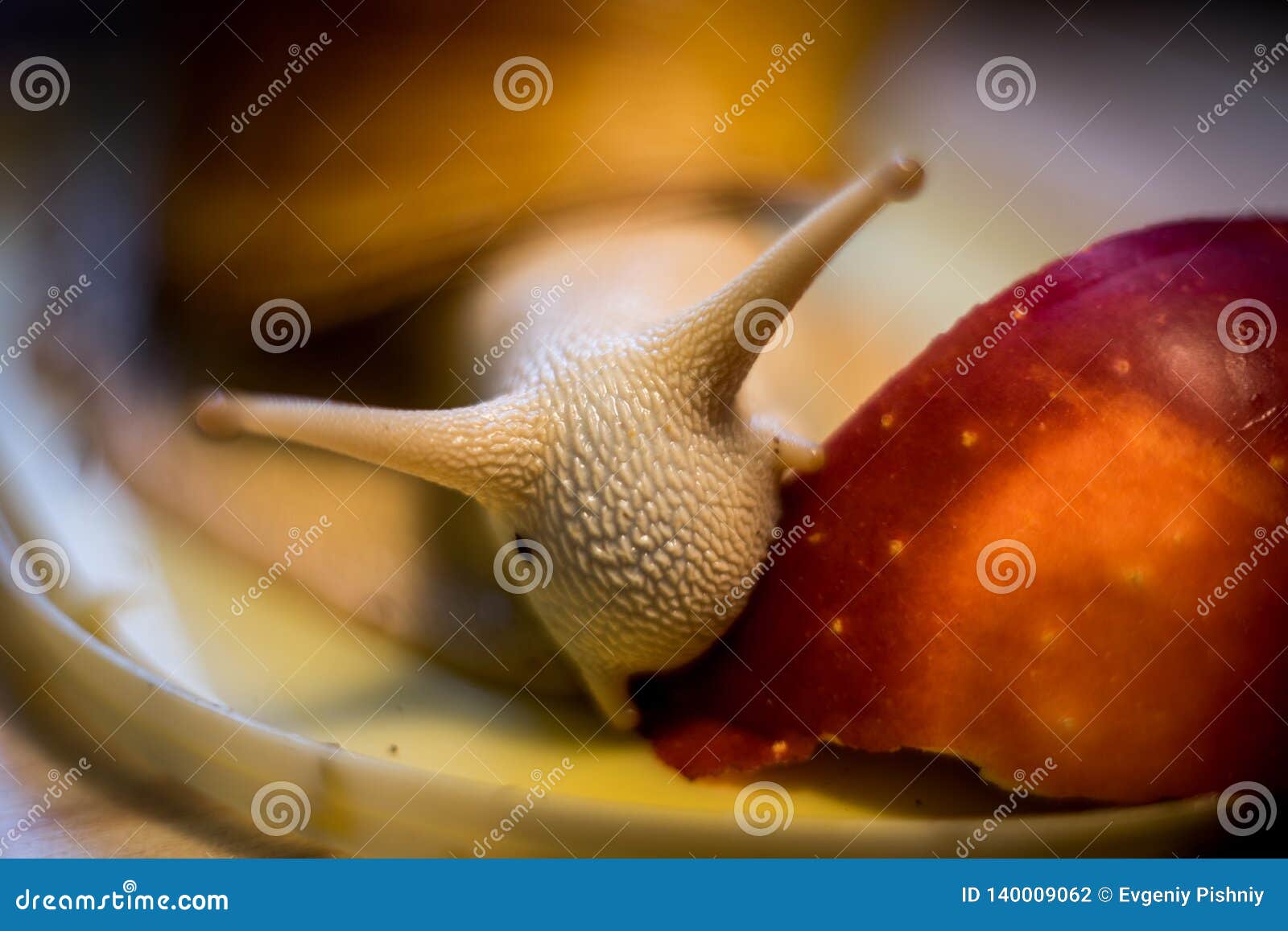 Snail are eating apples. stock photo. Image of forest - 140009062