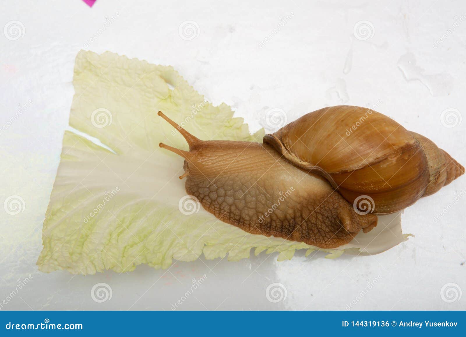 Snail Eating a Cabbage Leaf Stock Photo - Image of menu, fresh: 144319136