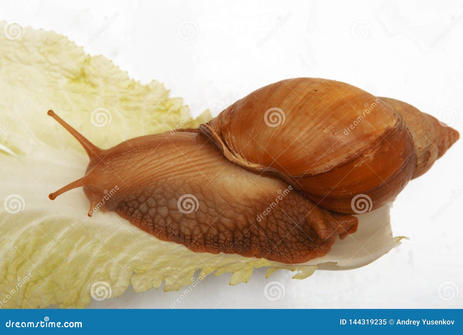 Snail Eating a Cabbage Leaf Stock Image - Image of baked, helix: 144319235