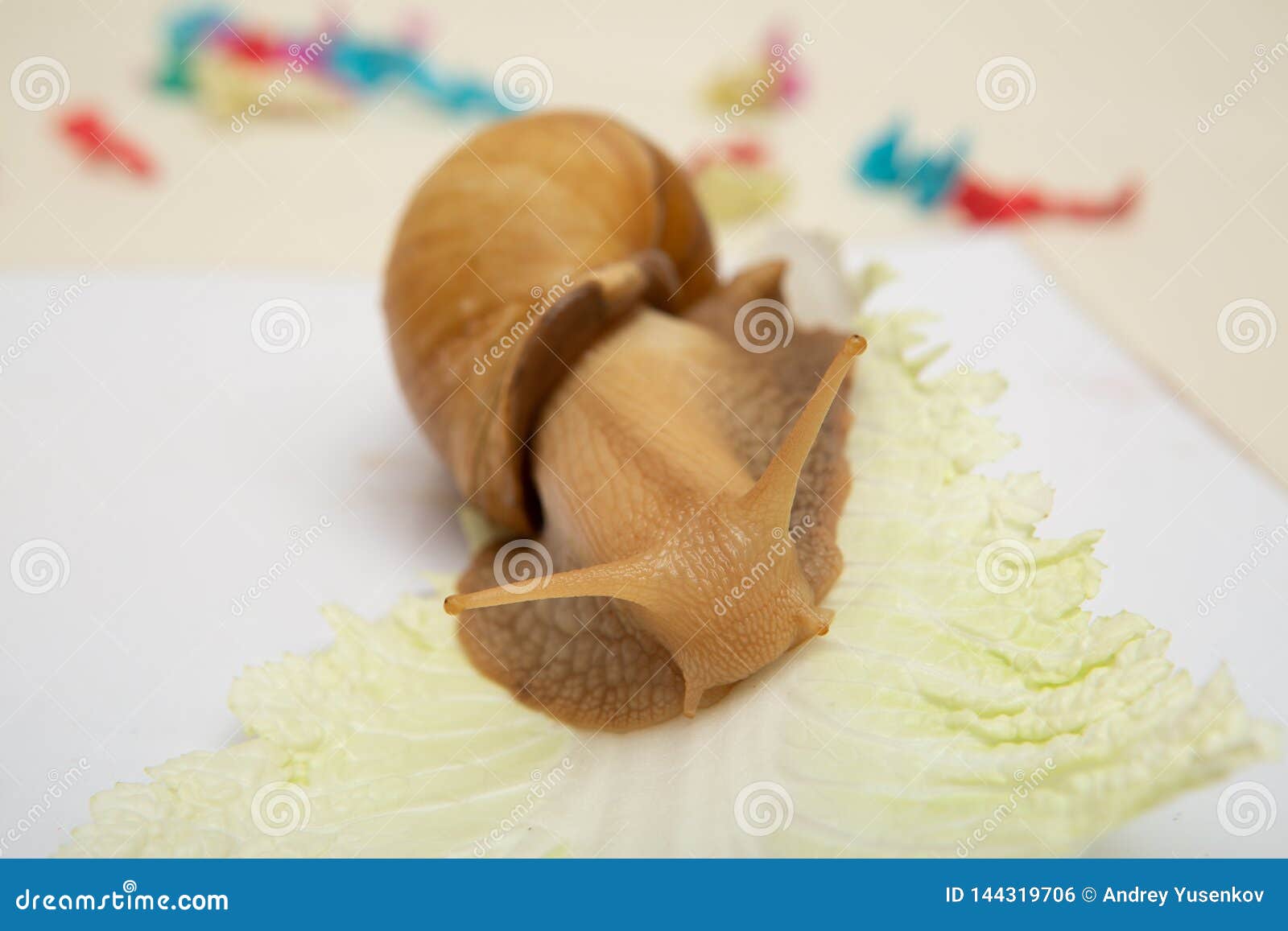 Snail Eating a Cabbage Leaf Stock Photo - Image of close, leaf: 144319706