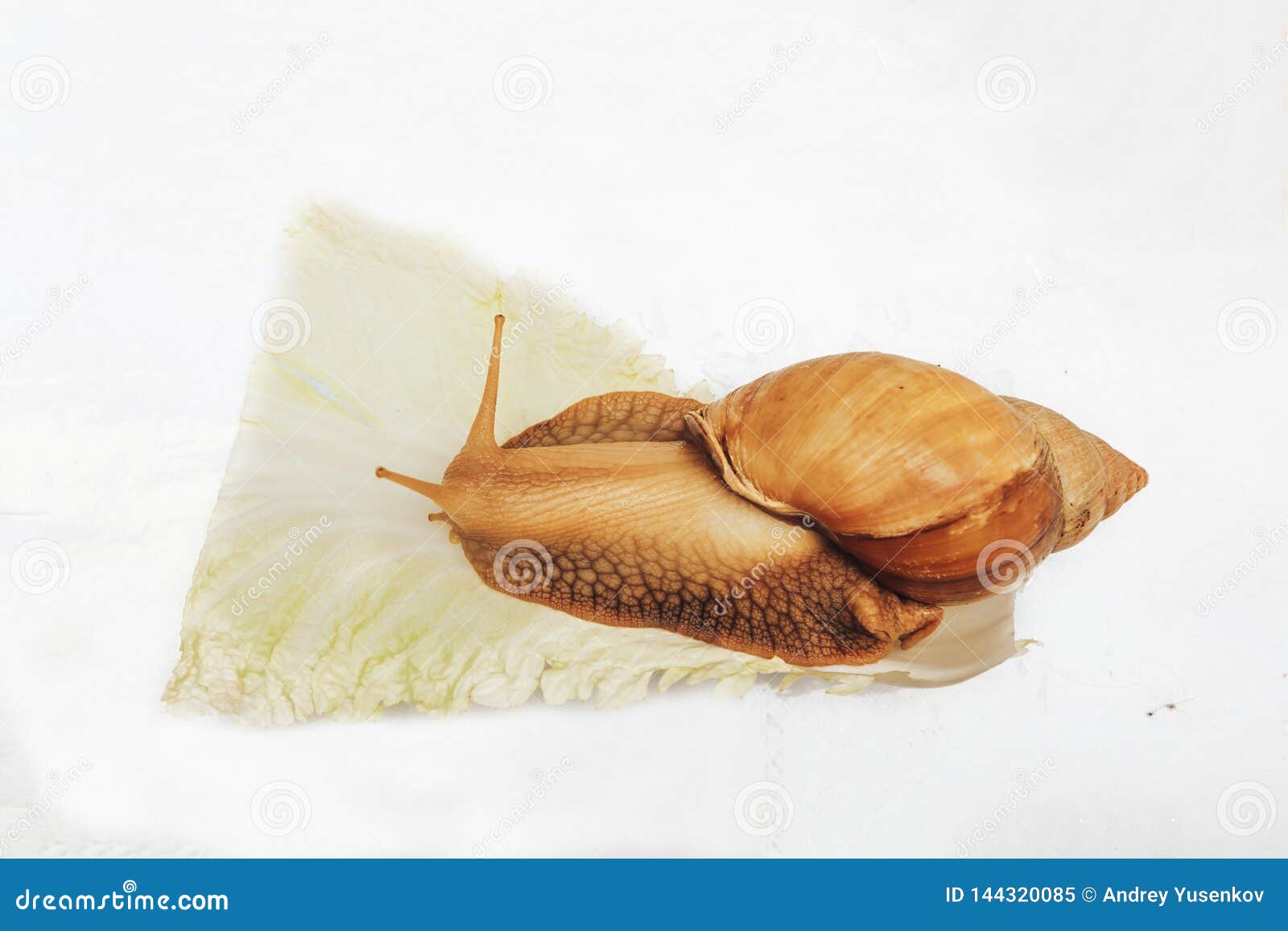 Snail Eating a Cabbage Leaf Stock Image - Image of brown, food: 144320085