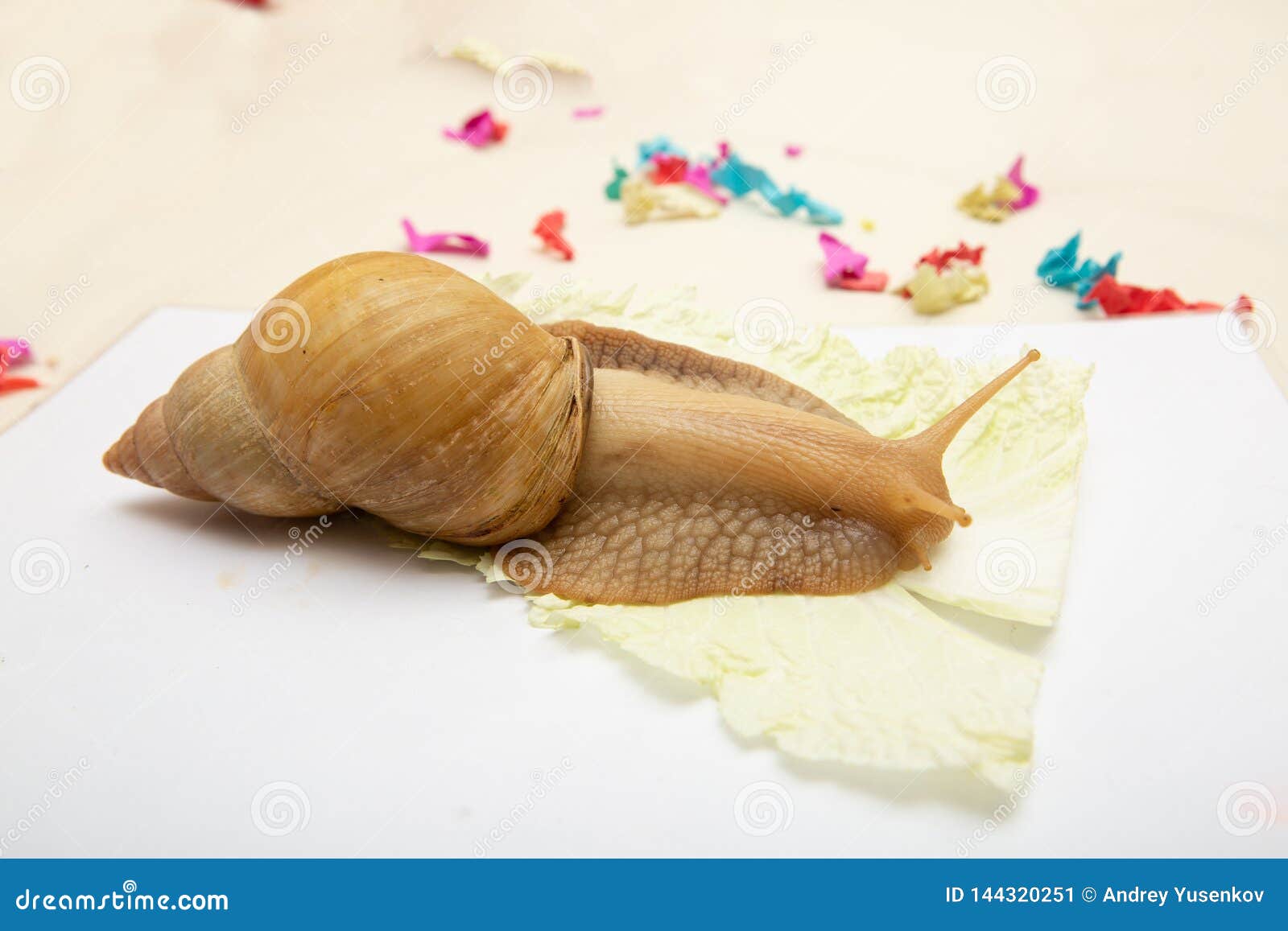 Snail Eating a Cabbage Leaf Stock Image - Image of benefits ...