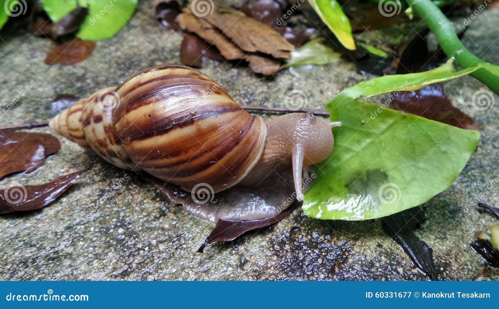 Snail Eating Fresh Green Leaf in Wet Garden after Rain Fall Stock Image ...