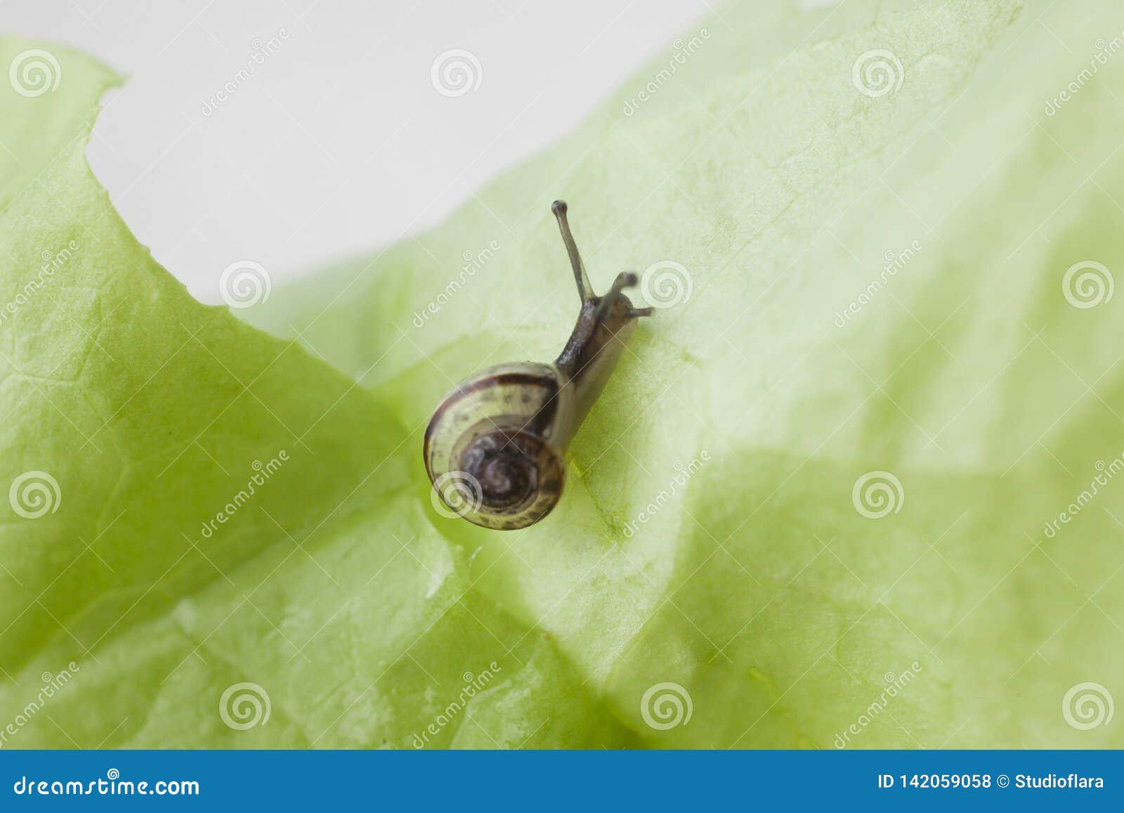 Snail Eating a Lettuce Leaf Stock Photo - Image of move, mollusk: 142059058