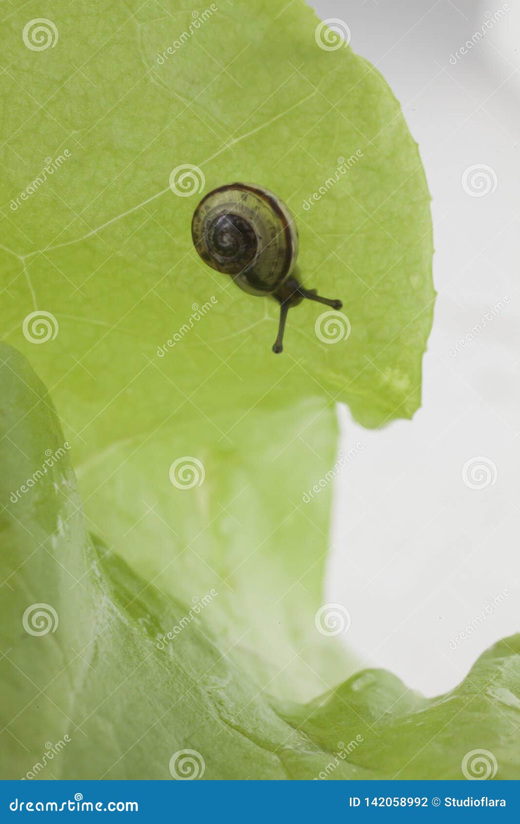Snail Eating a Lettuce Leaf Stock Photo - Image of antenna, nurtured ...