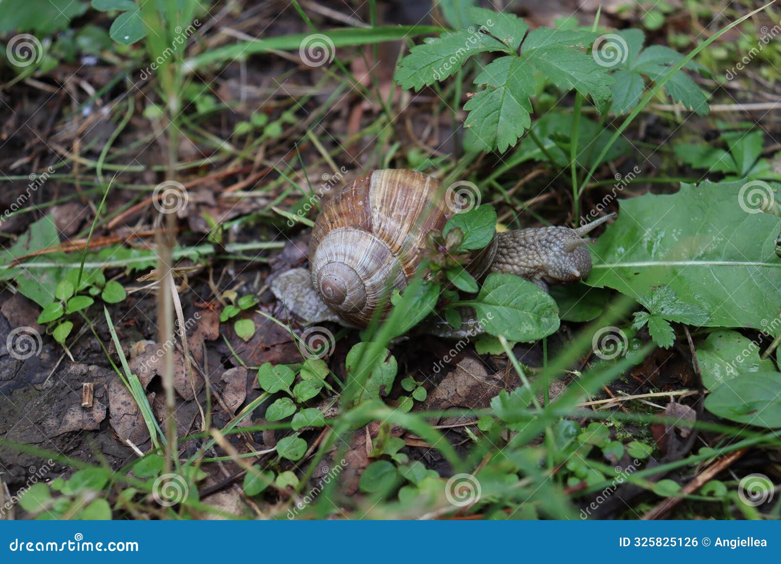 Snail Eating a Leaf in the Forest Stock Photo - Image of wildlife ...