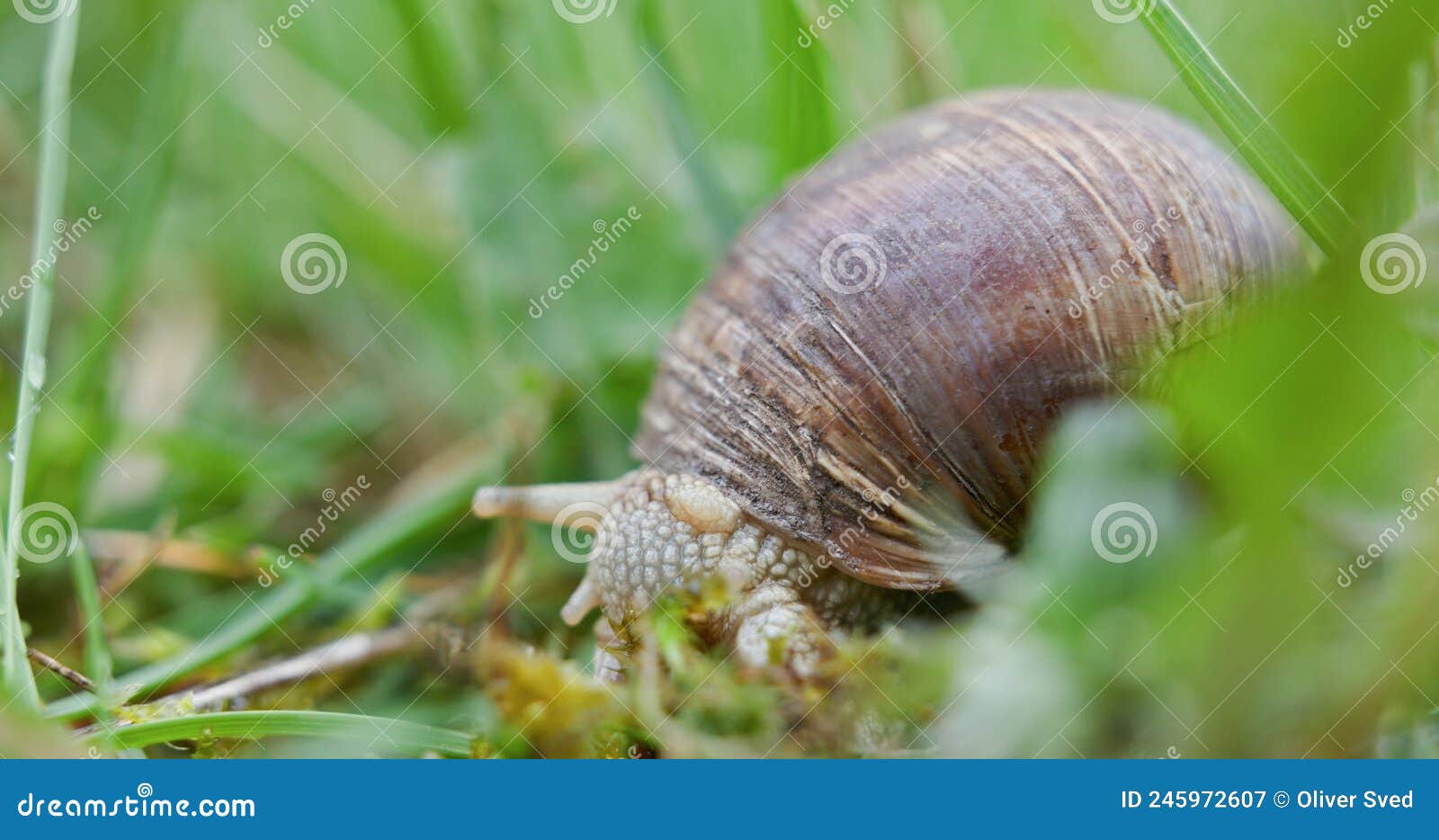Snail Eating Leaves on the Ground Closeup Stock Image - Image of helix ...
