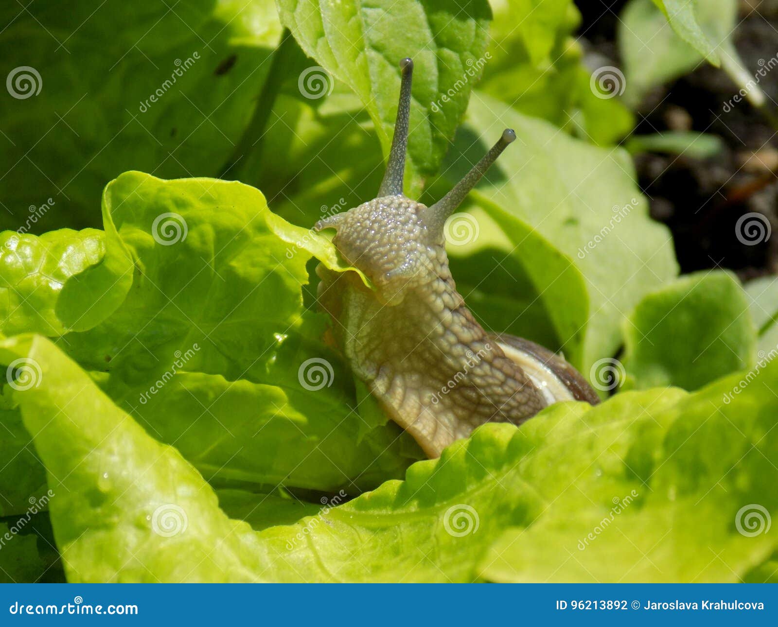 Snail Eating Salad in Raised Bed Stock Photo - Image of sunny, eating ...