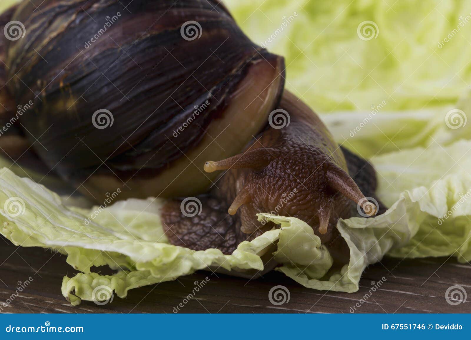 Snail eats the cabbage stock photo. Image of snail, animals - 67551746