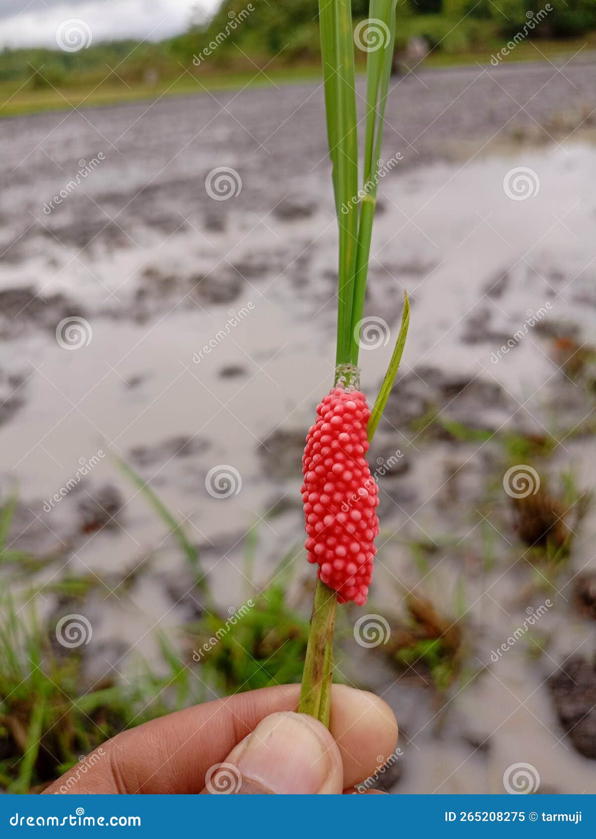 Snail Eggs on Paddy Rice Stalks Stock Image - Image of rice, eggs ...