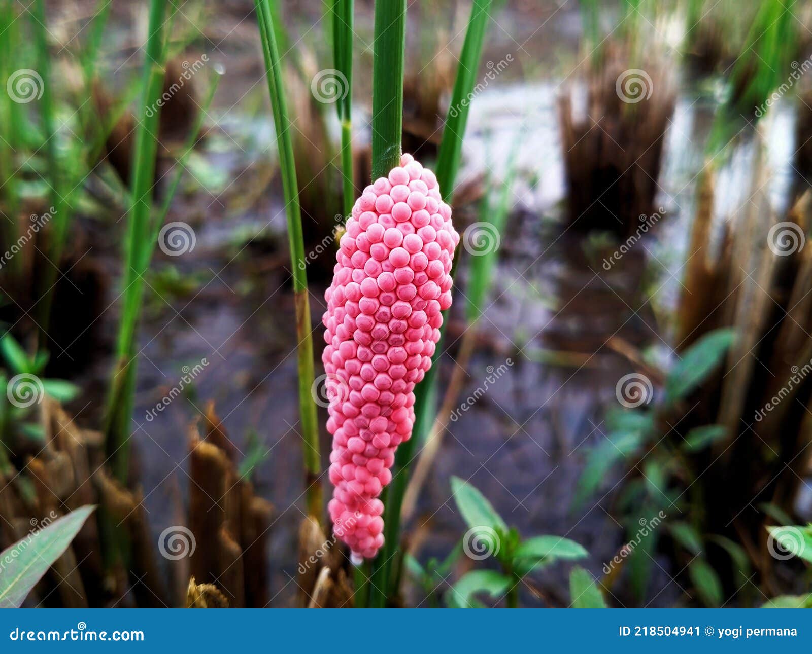 Snail eggs on rice stalks stock image. Image of tree - 218504941