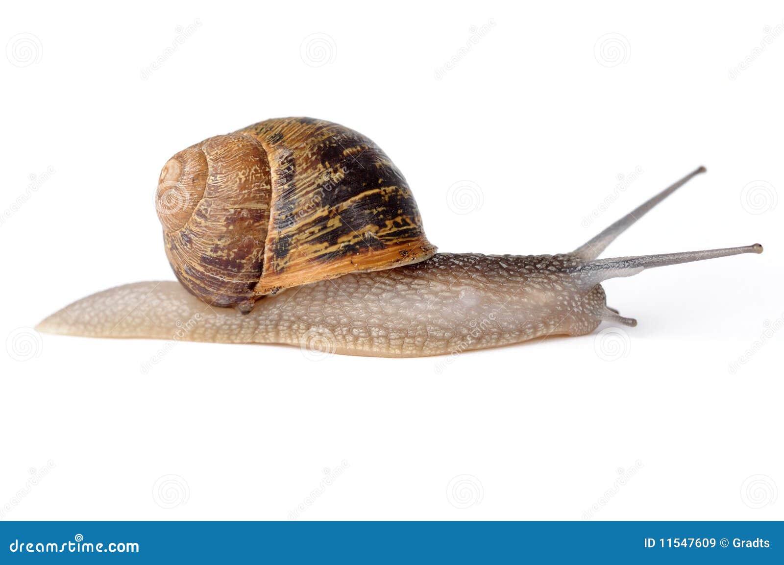 Snail escargot stock image. Image of escargot, isolated - 11547609