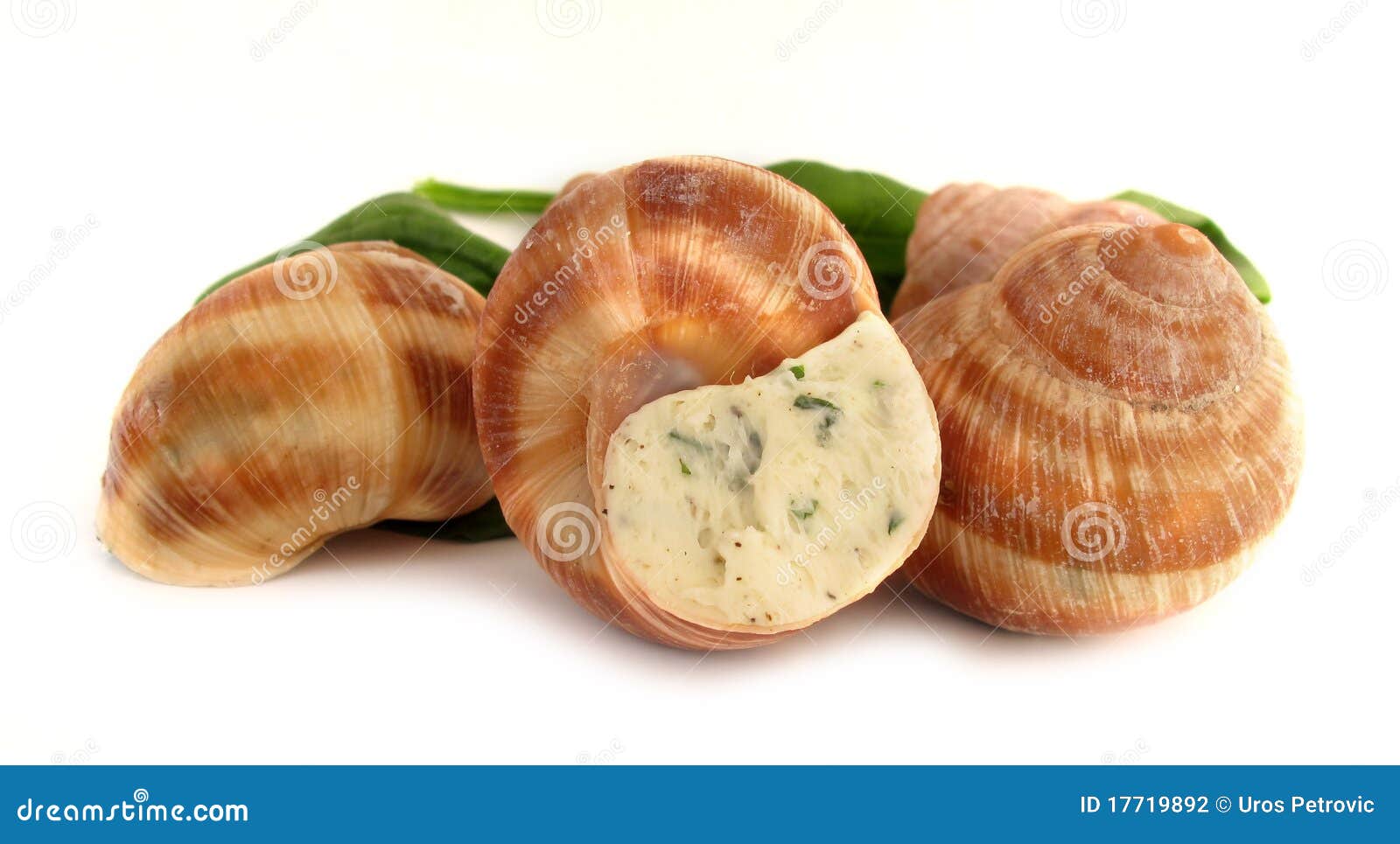Snail Escargot Prepared As Food Stock Photography | CartoonDealer.com ...