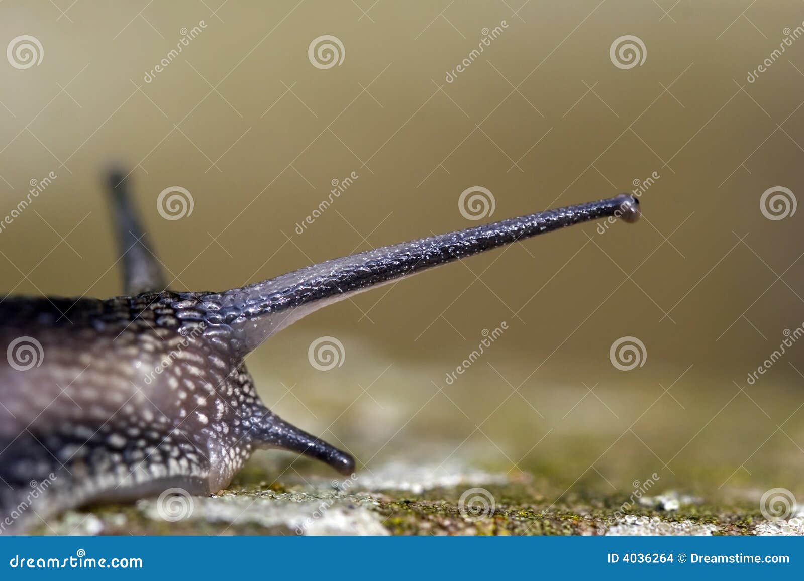 Snail Eye Stalk stock photo. Image of insect, ommatophores - 4036264