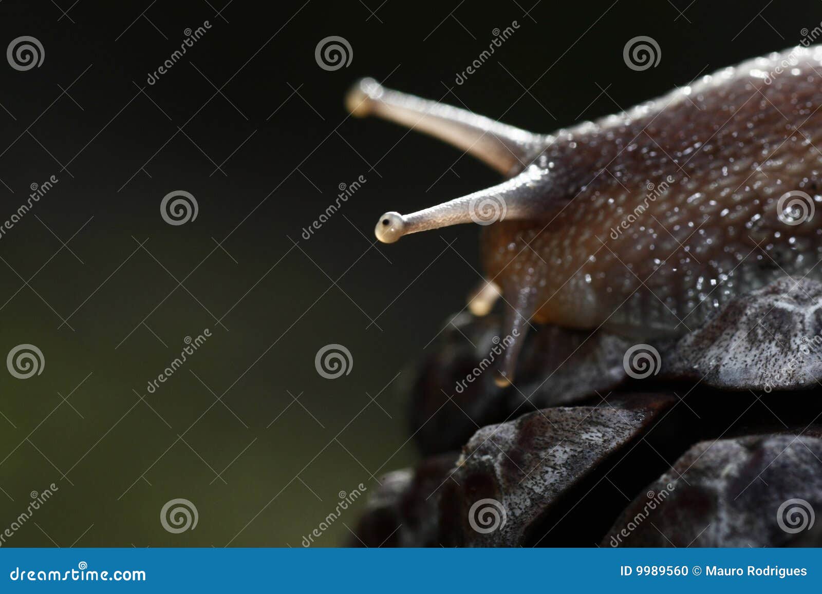 Snail eyes stock photo. Image of pest, fruit, slug, trail - 9989560