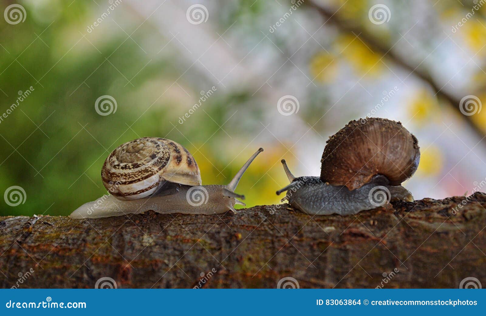 2 Snail Facing Each Other Picture. Image: 83063864