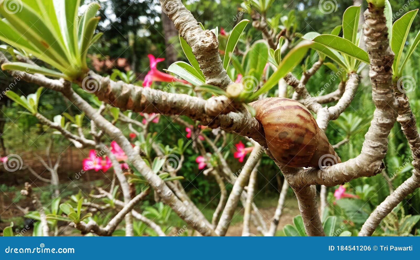 Snail Fall Asleep on the Adenium Tree Stock Photo - Image of produce ...