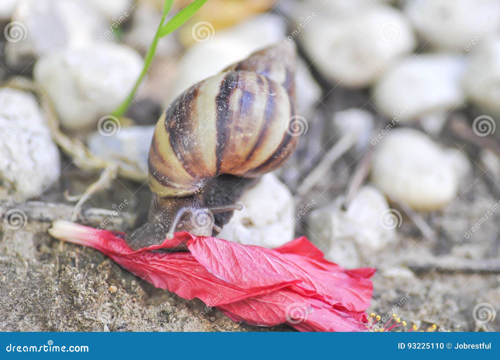 Snail on a fall flower stock photo. Image of floor, nature - 93225110
