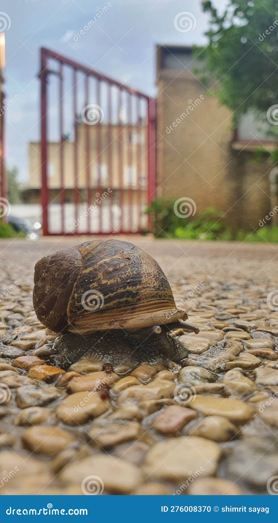 In The Fall, After The Rain, A Puddle Formed On A Country Road, In ...