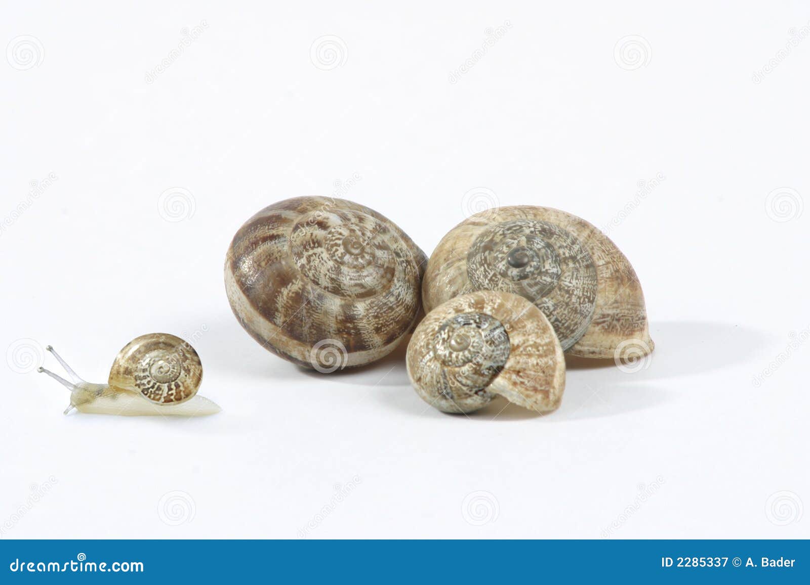 Snail Family Royalty-Free Stock Photography | CartoonDealer.com #2327765