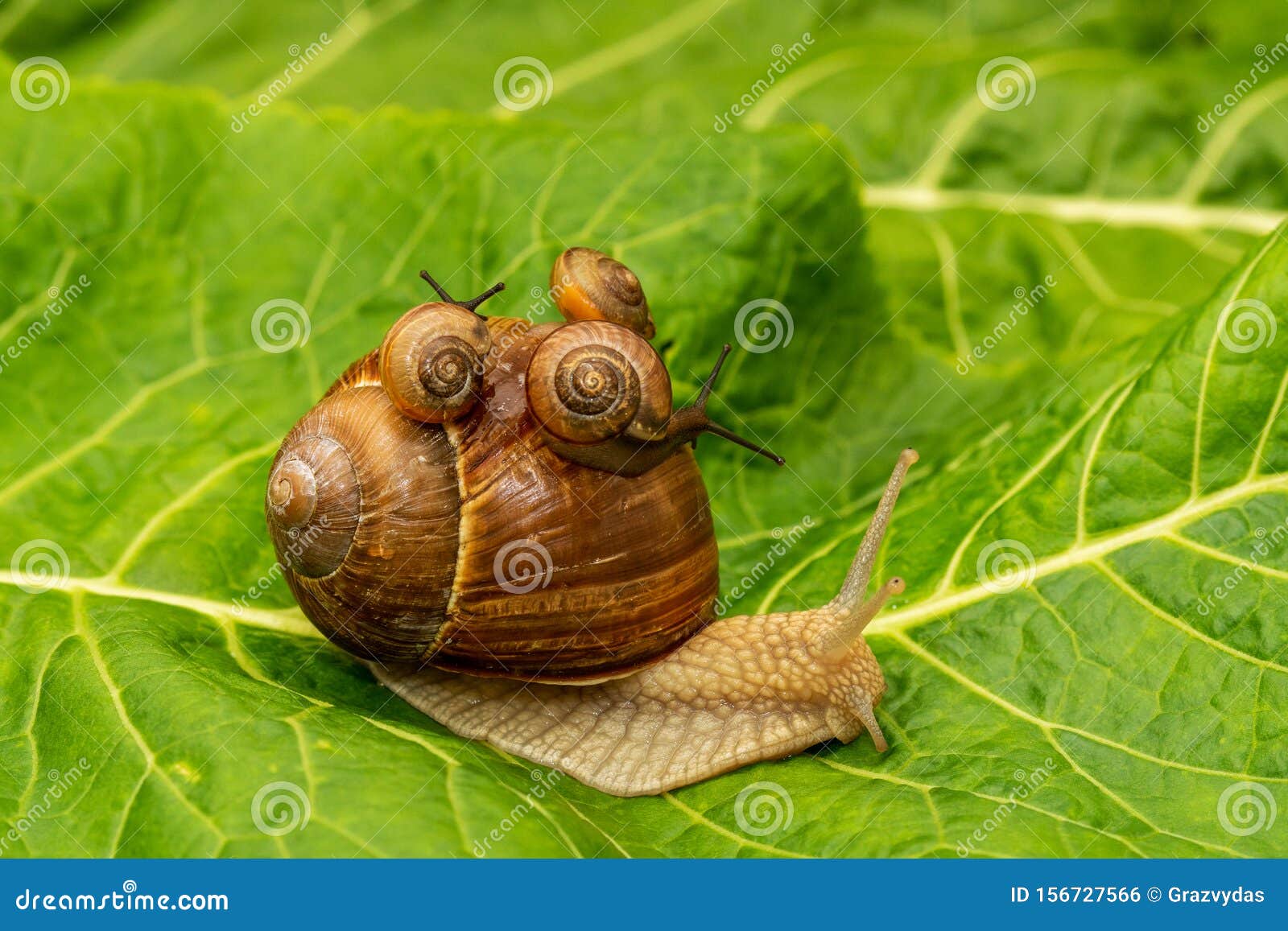 Snail Family Royalty-Free Stock Photography | CartoonDealer.com #2327765