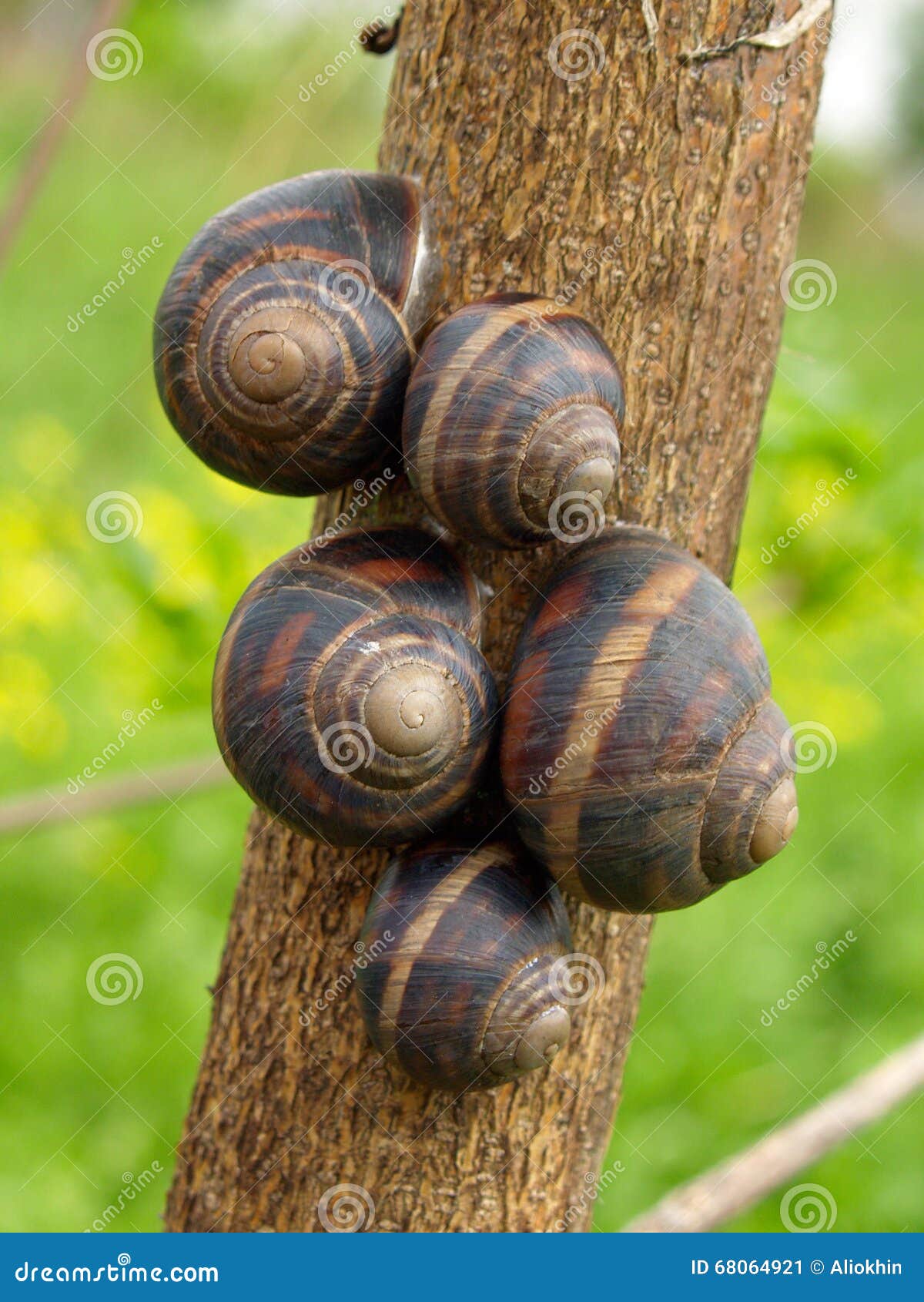 Snail family stock image. Image of garden, animals, gastropod - 68064921