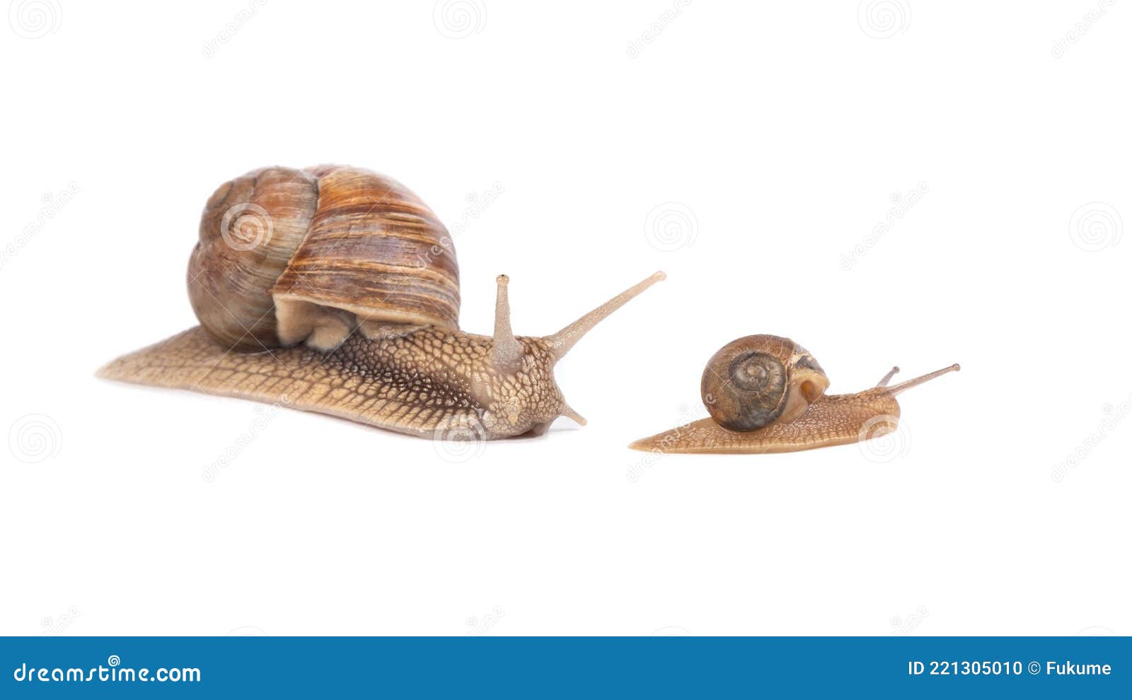 Snail Family Royalty-Free Stock Photography | CartoonDealer.com #2327765