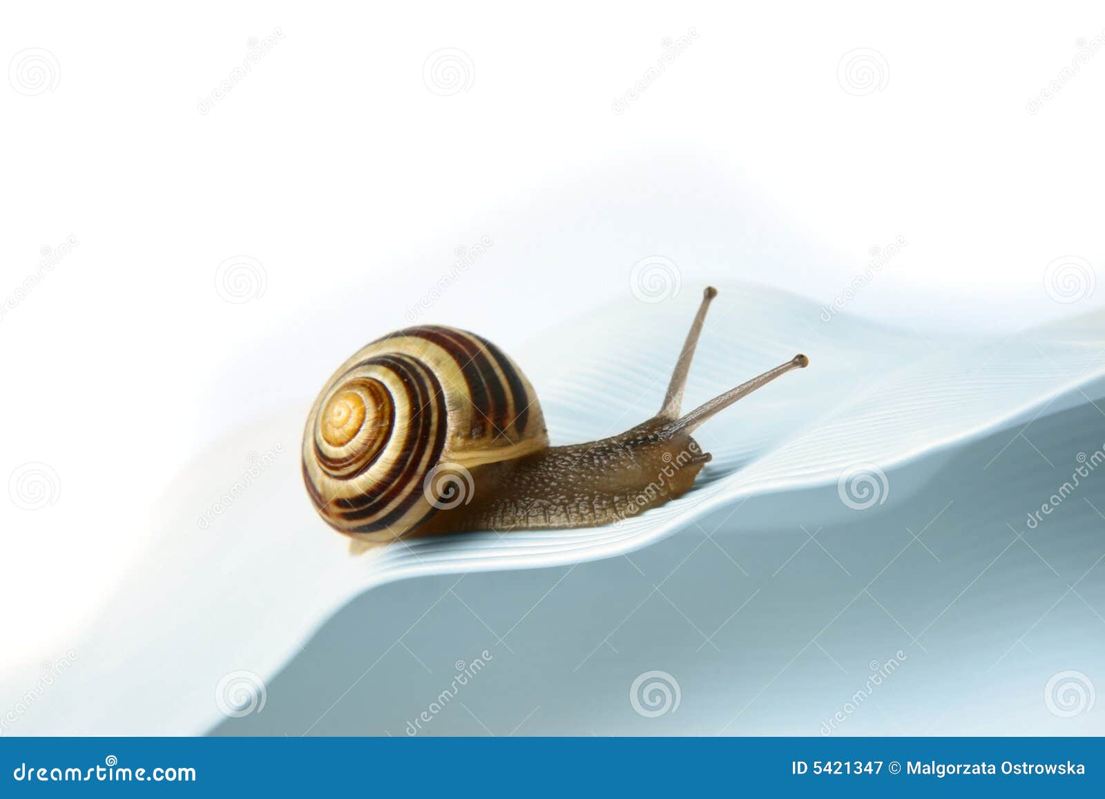 Super Fast Snail