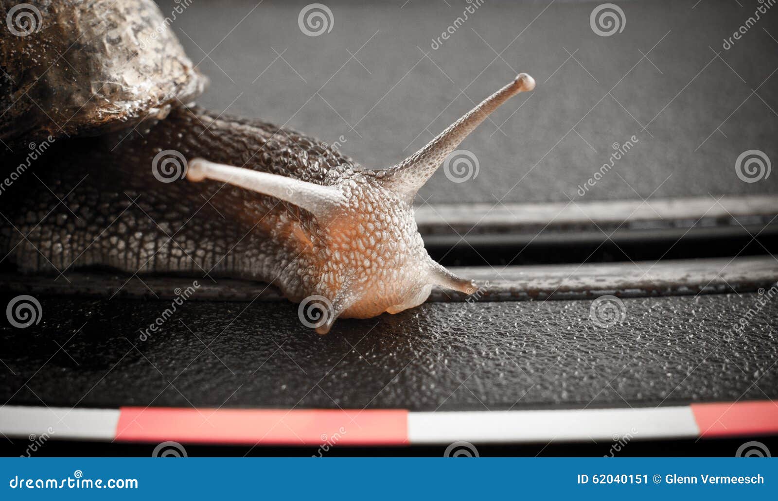 Snail on fast track stock image. Image of track, exaggerated - 62040151
