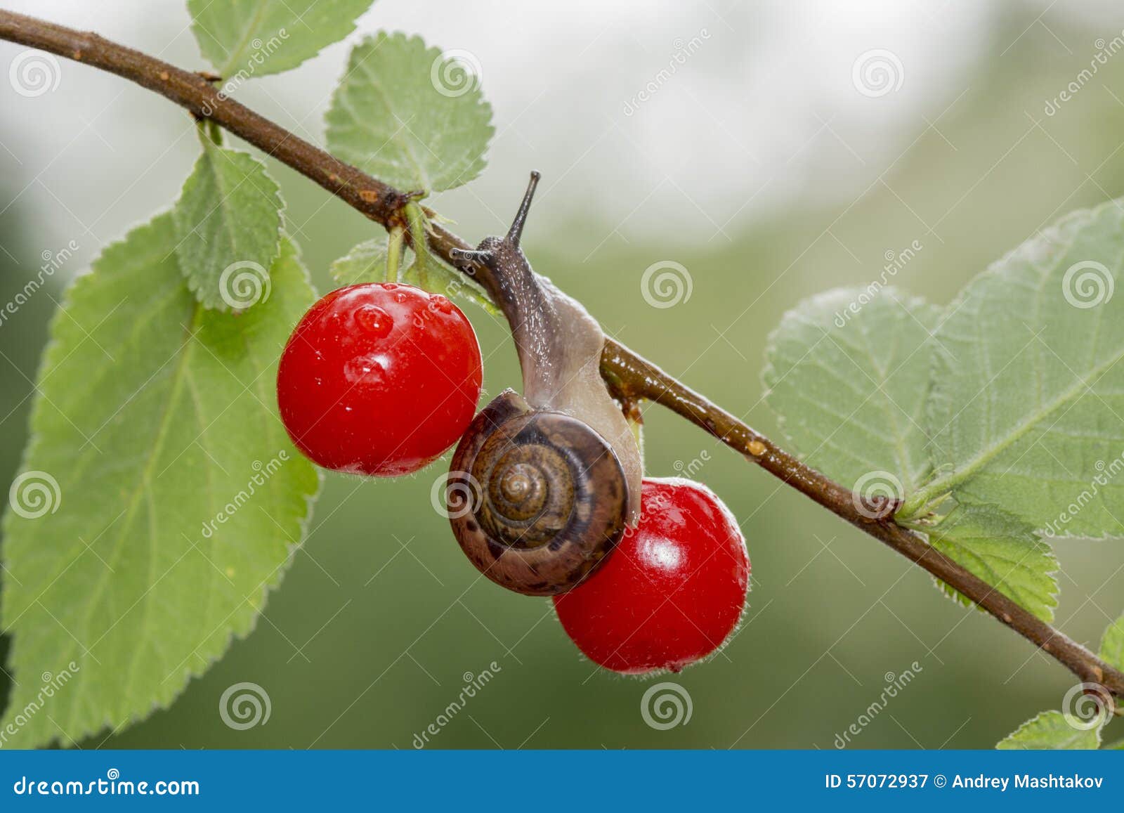 Snail and felt cherry. stock image. Image of macrofoto - 57072937