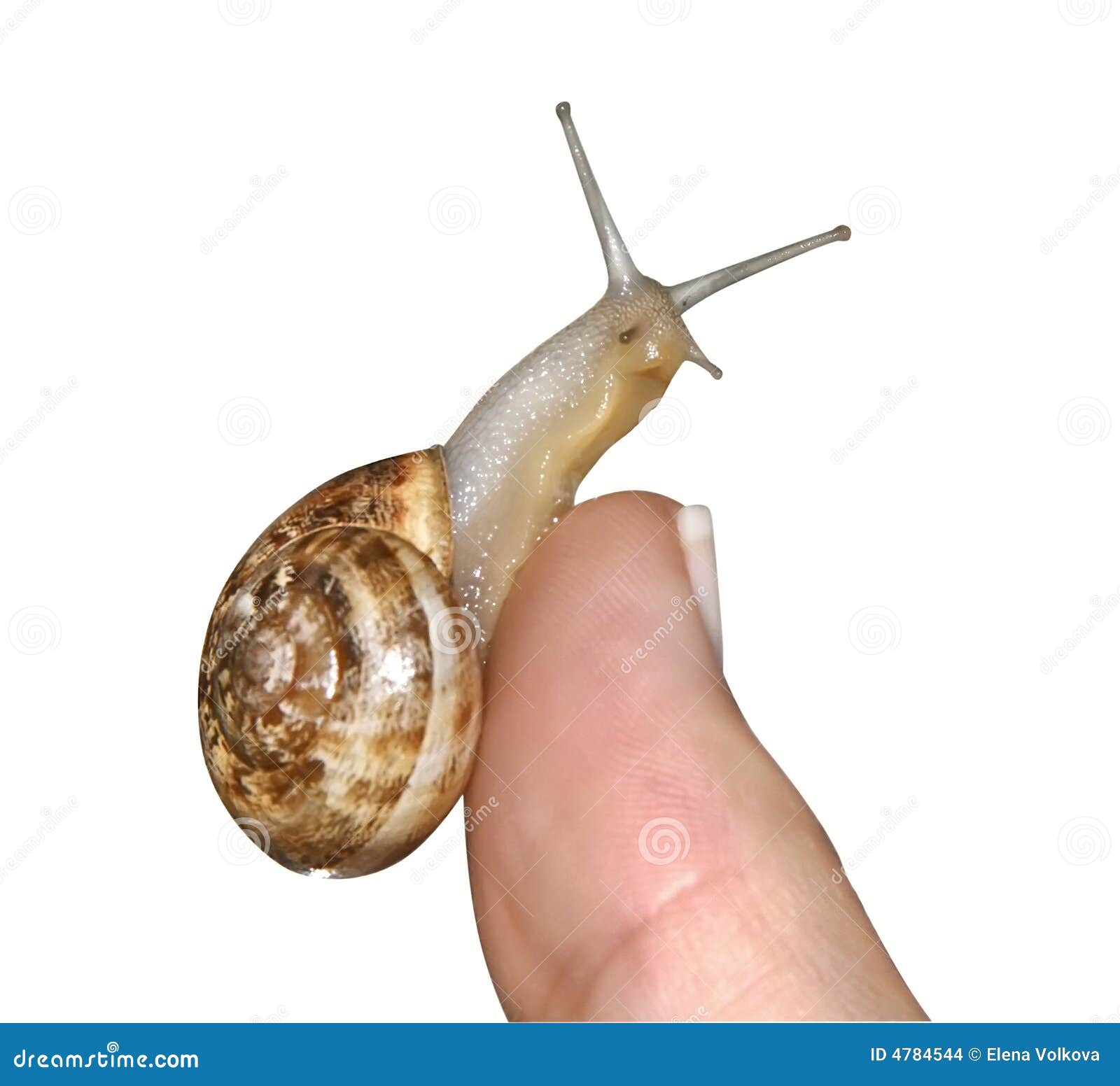 Snail on a finger stock photo. Image of hold, prospect - 4784544