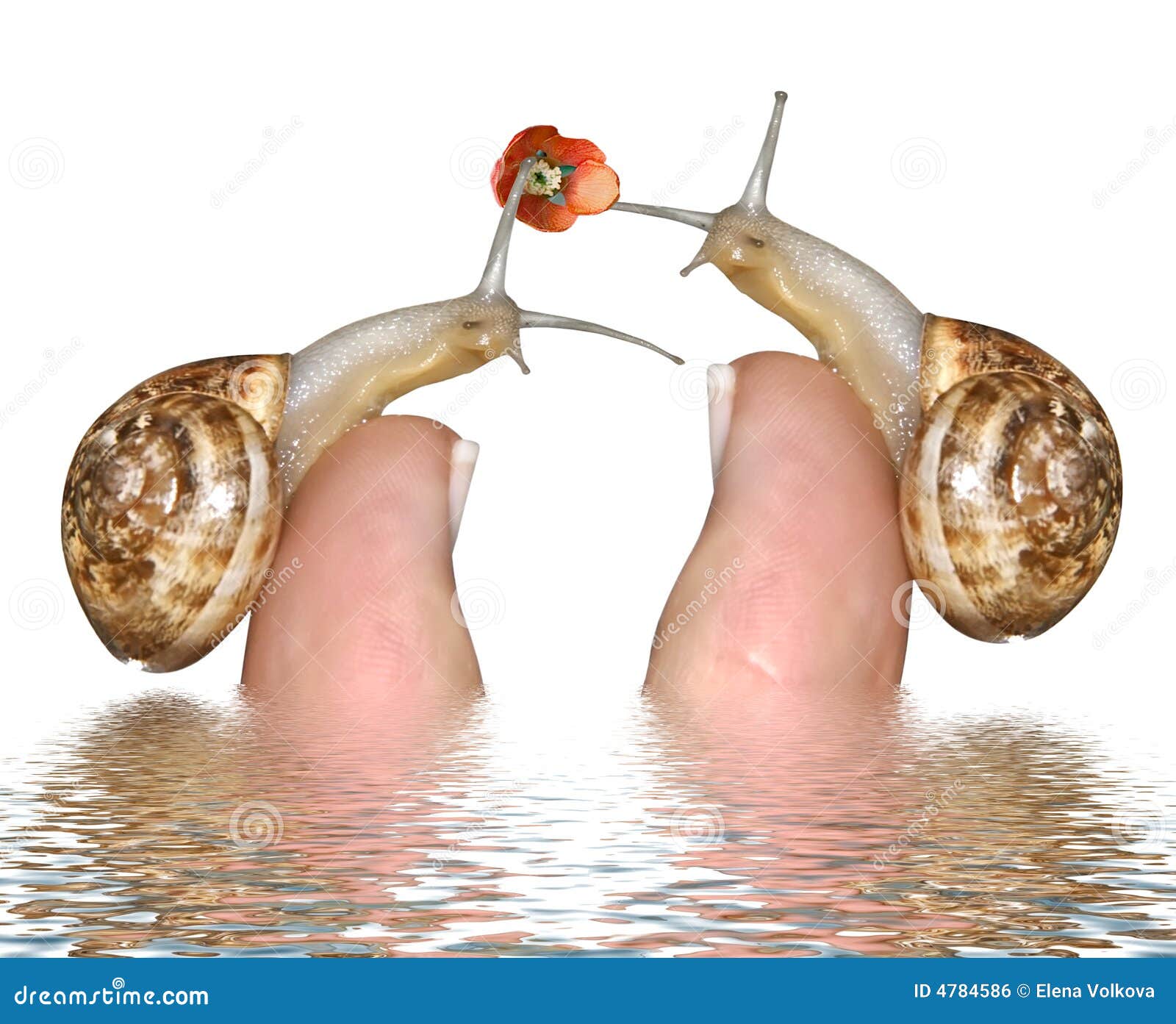 Snail On A Finger Picture. Image: 4784586