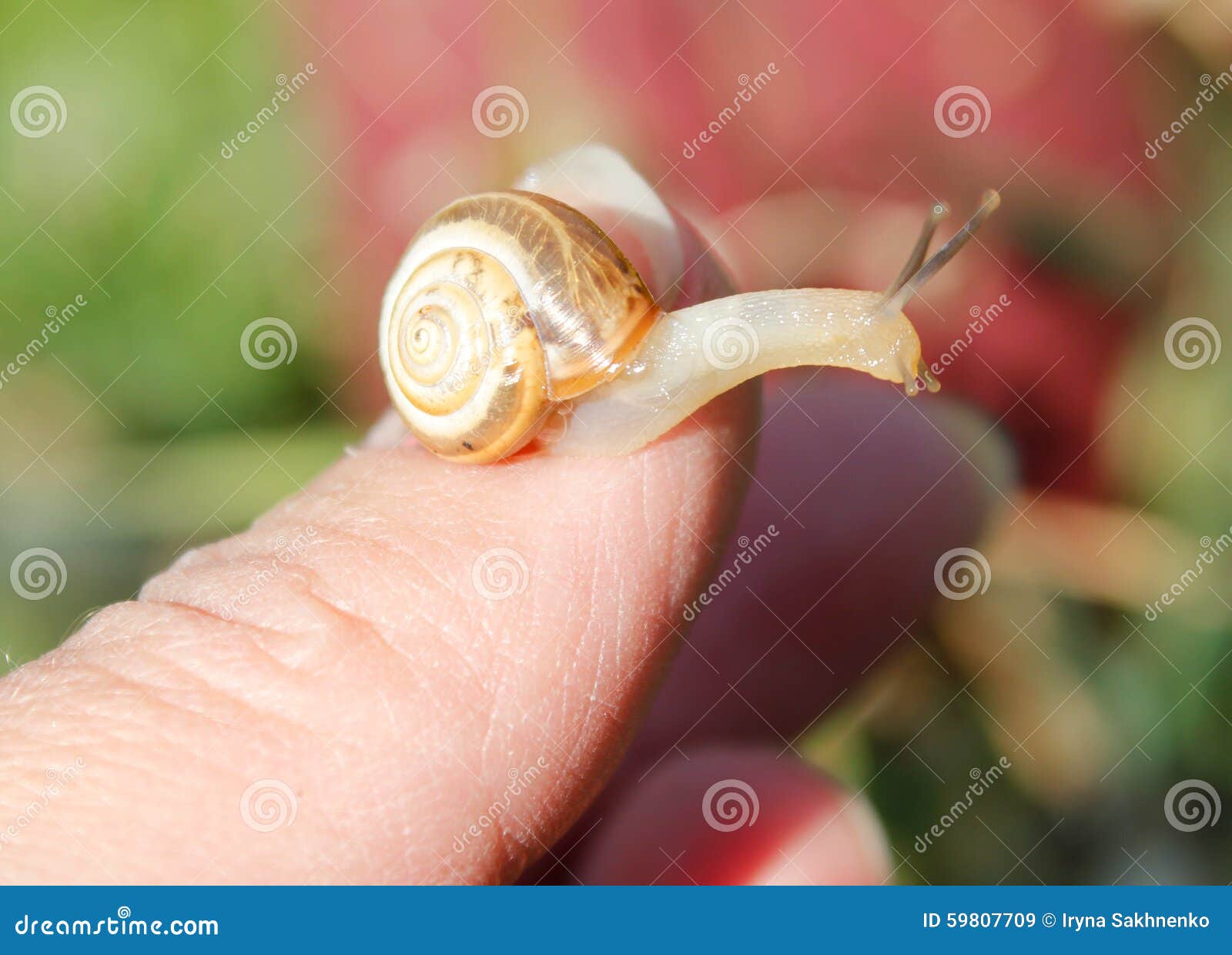 Snail on finger stock image. Image of snail, shell, eyes - 59807709