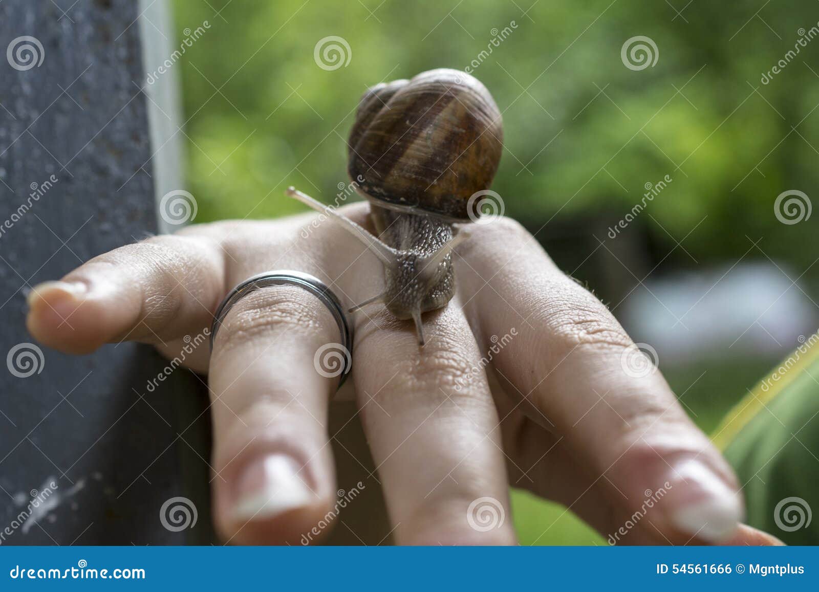 Snail on finger stock photo. Image of home, grovel, armor - 54561666