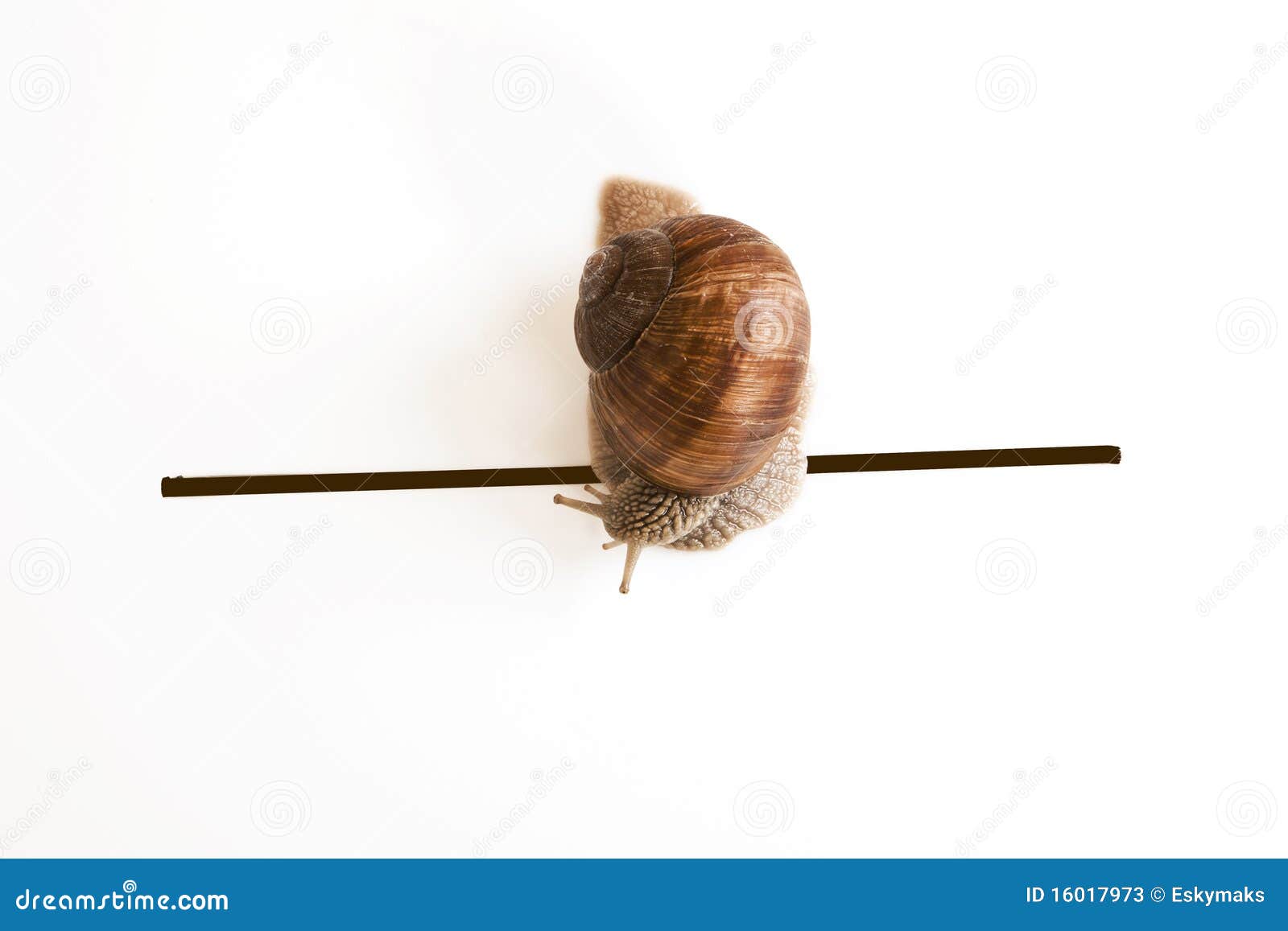 Snail finishing the race. stock image. Image of motion - 16017973