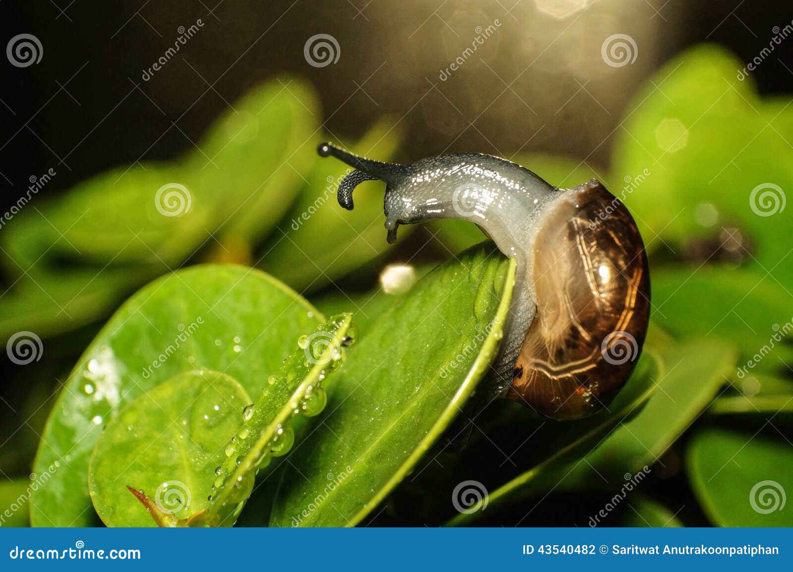 Snail on fire. stock photo. Image of nature, fire, snail - 43540482
