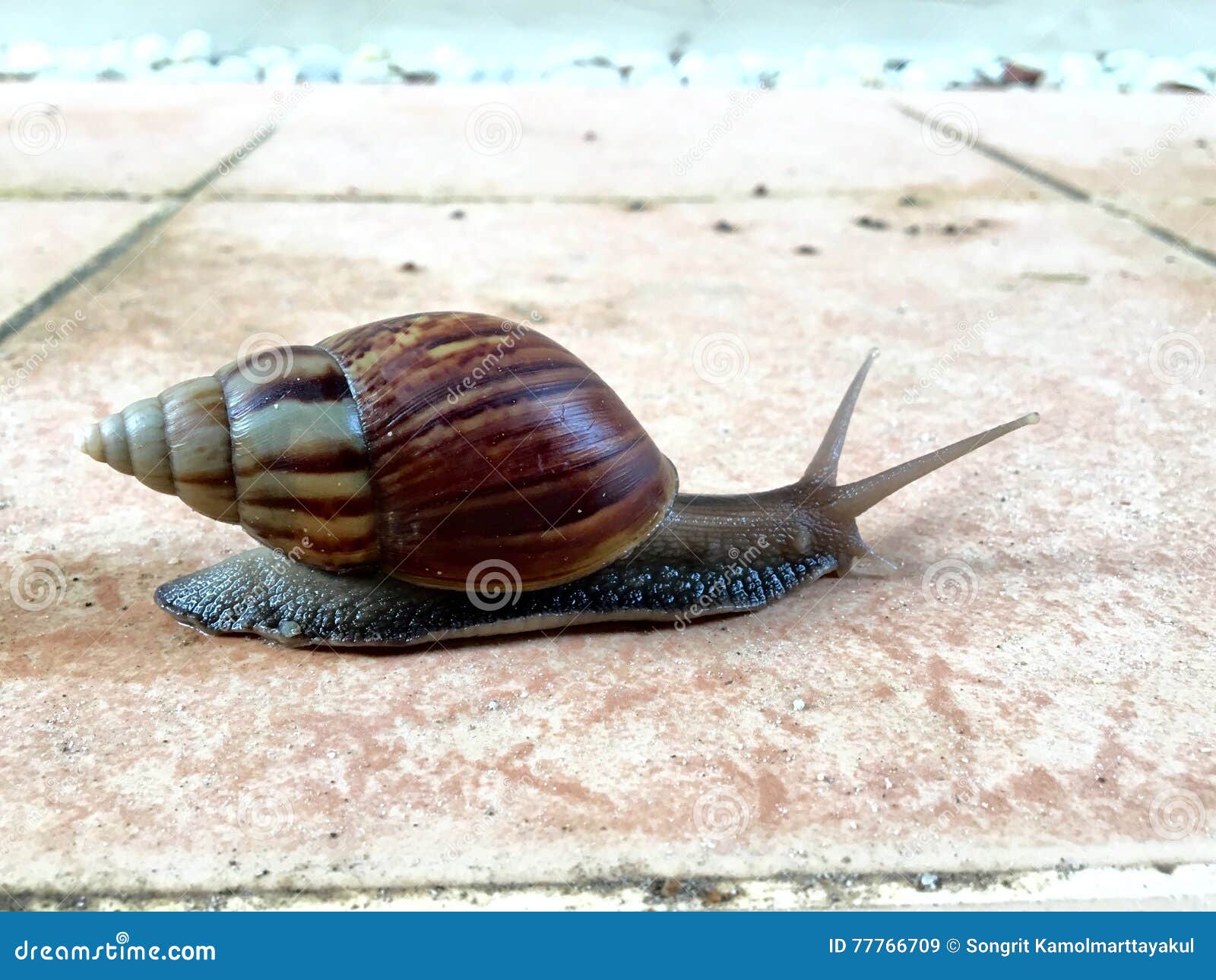 Snail on the floor. stock image. Image of nature, snail - 77766709