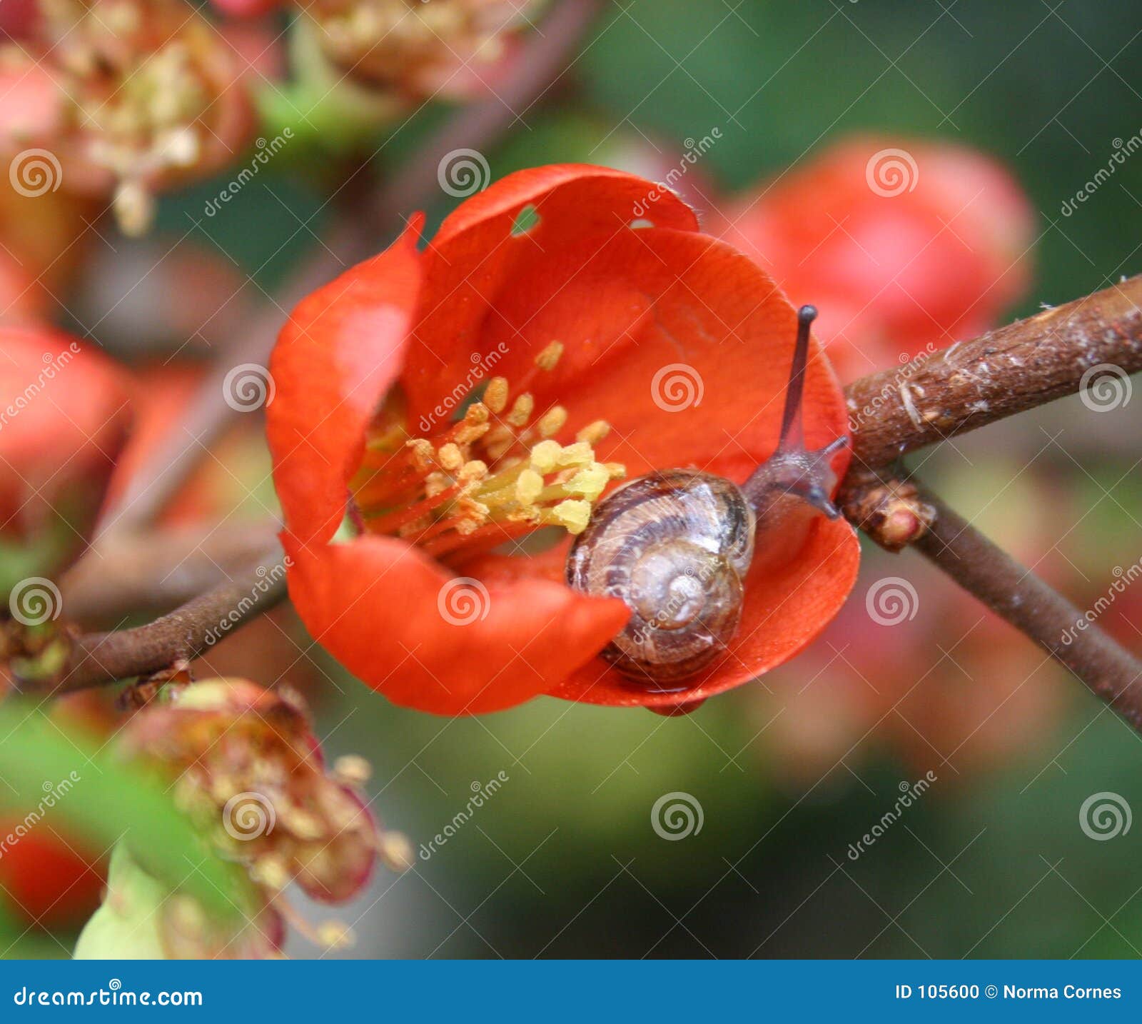 Snail and flower stock photo. Image of flower, snailshell - 105600