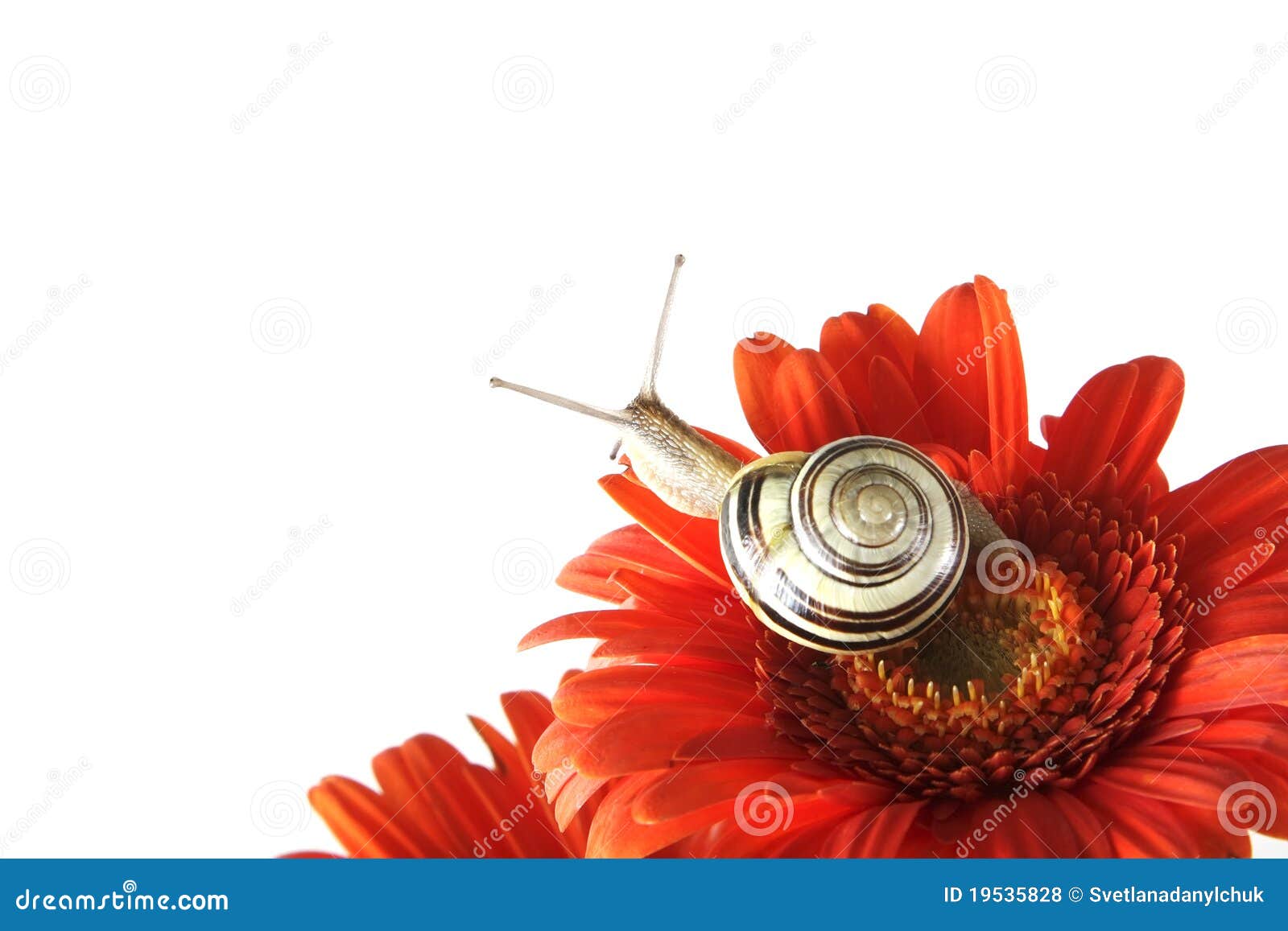 Snail on the flower stock photo. Image of sluggish, grub - 19535828