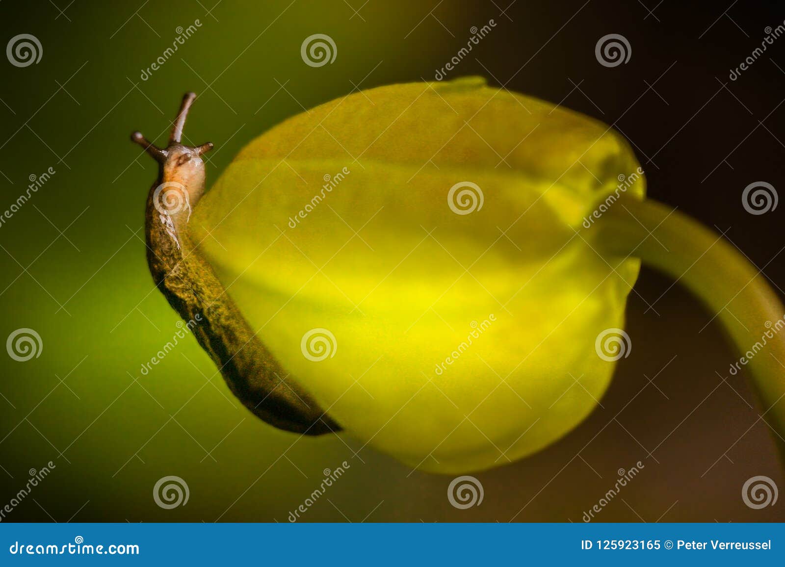 Snail on a flower. stock image. Image of looks, verreussel - 125923165