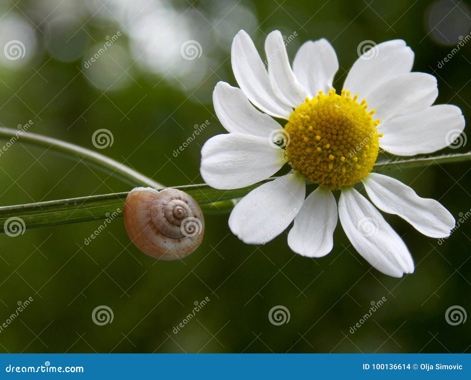 Snail and flower stock photo. Image of plant, grass - 100136614