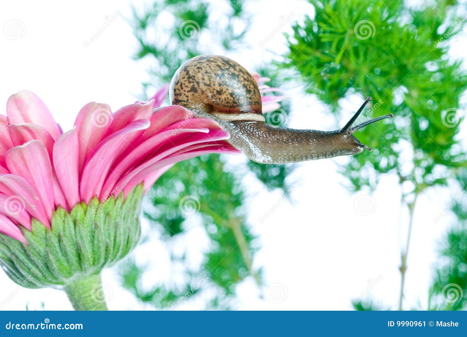 Snail and flowers stock image. Image of animal, conceptual - 9990961