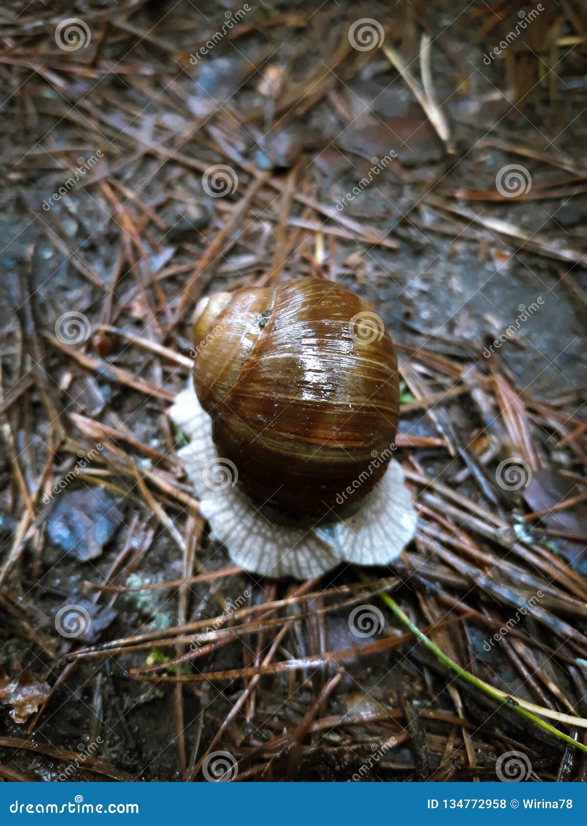 Snail in forest closeup stock photo. Image of food, autumn - 134772958