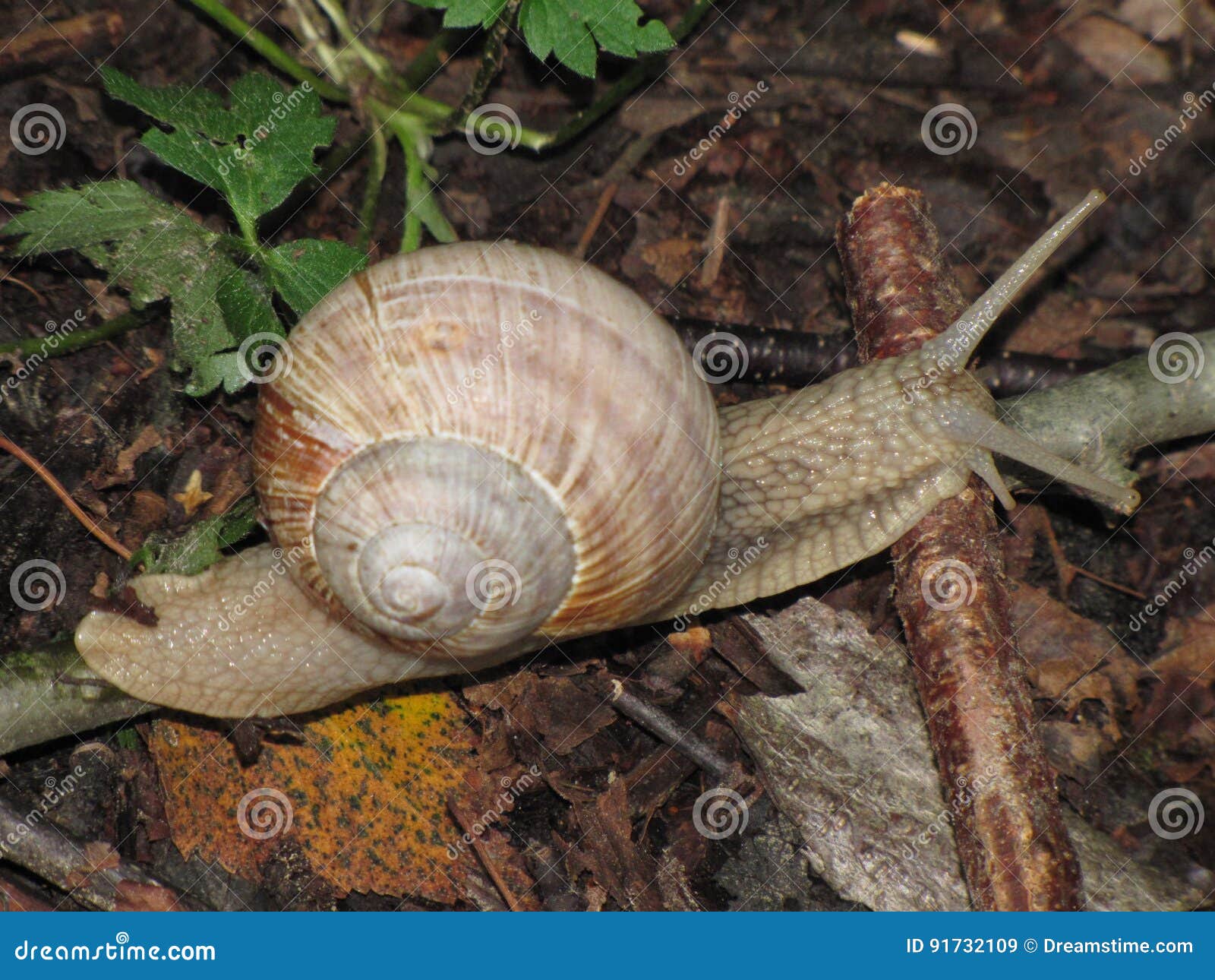 Snail stock image. Image of horns, forest, snail, sink - 91732109