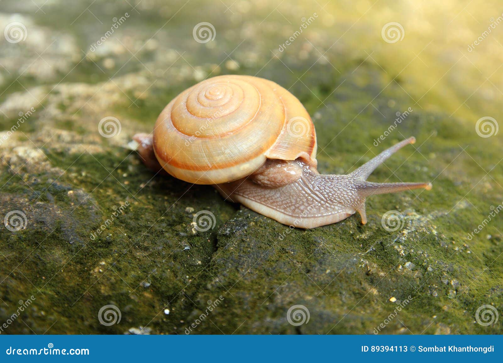 Snail in forest stock image. Image of wildlife, scenics - 89394113